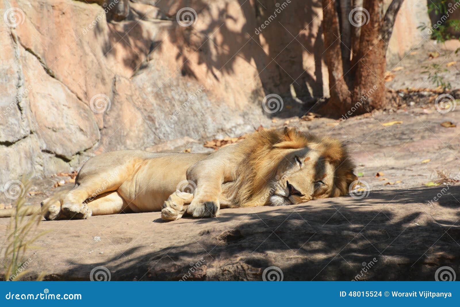 Lion Sleeps stock photo. Image of animals, lion, conservation - 48015524