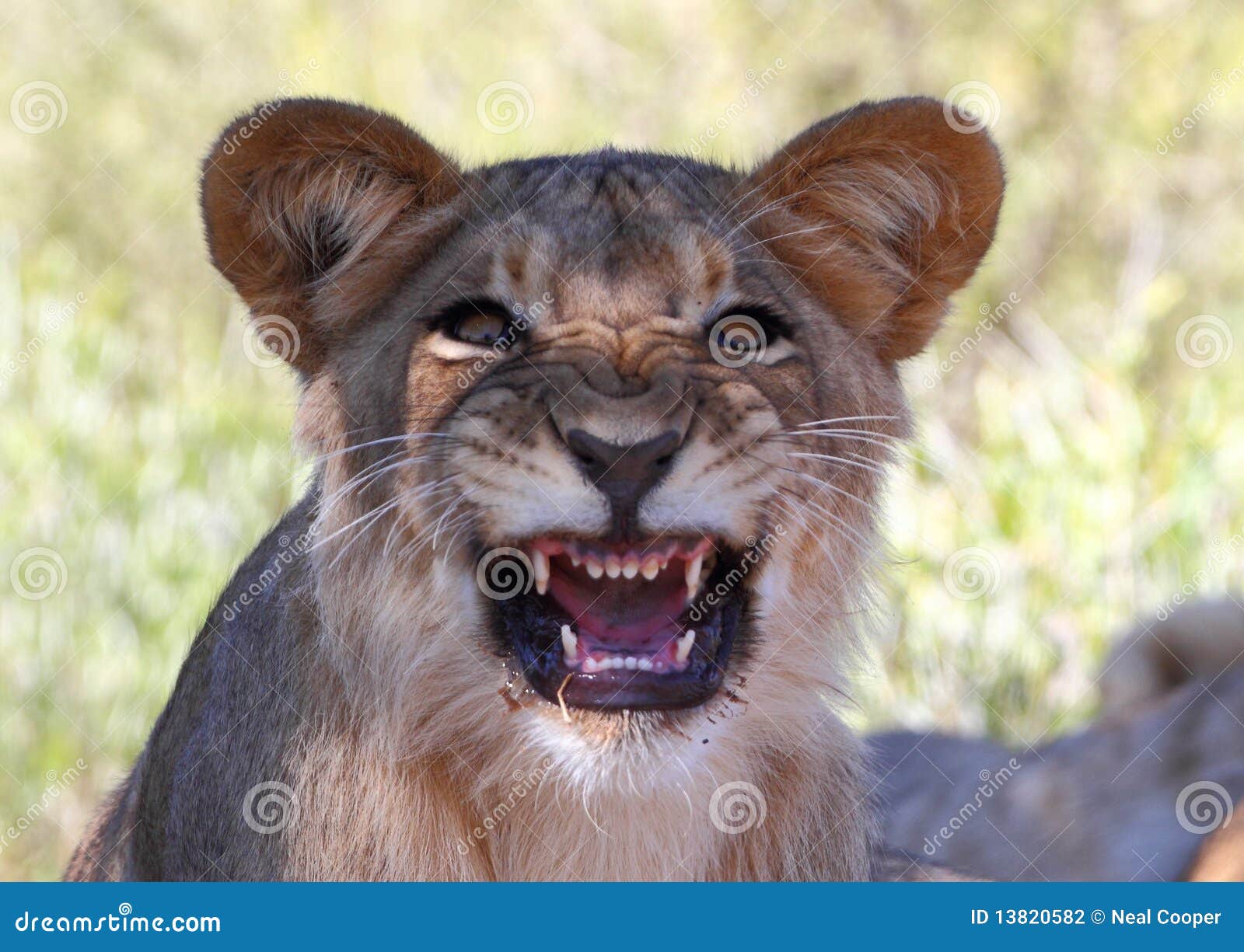 Lion snarling stock photo. Image of snarling, growling - 13820582