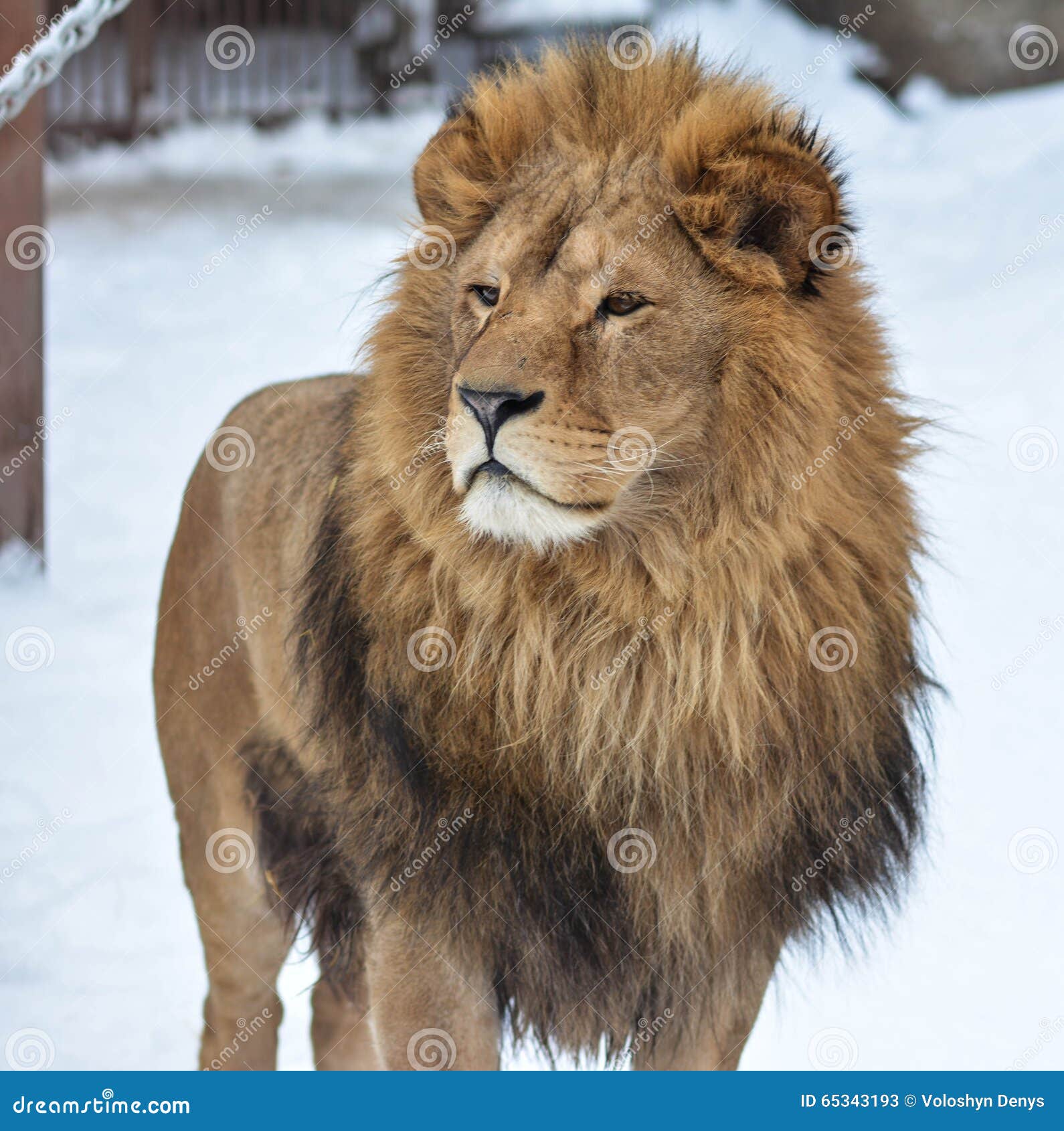 Lion stock image. Image of looking, pride, snow, lion - 65343193