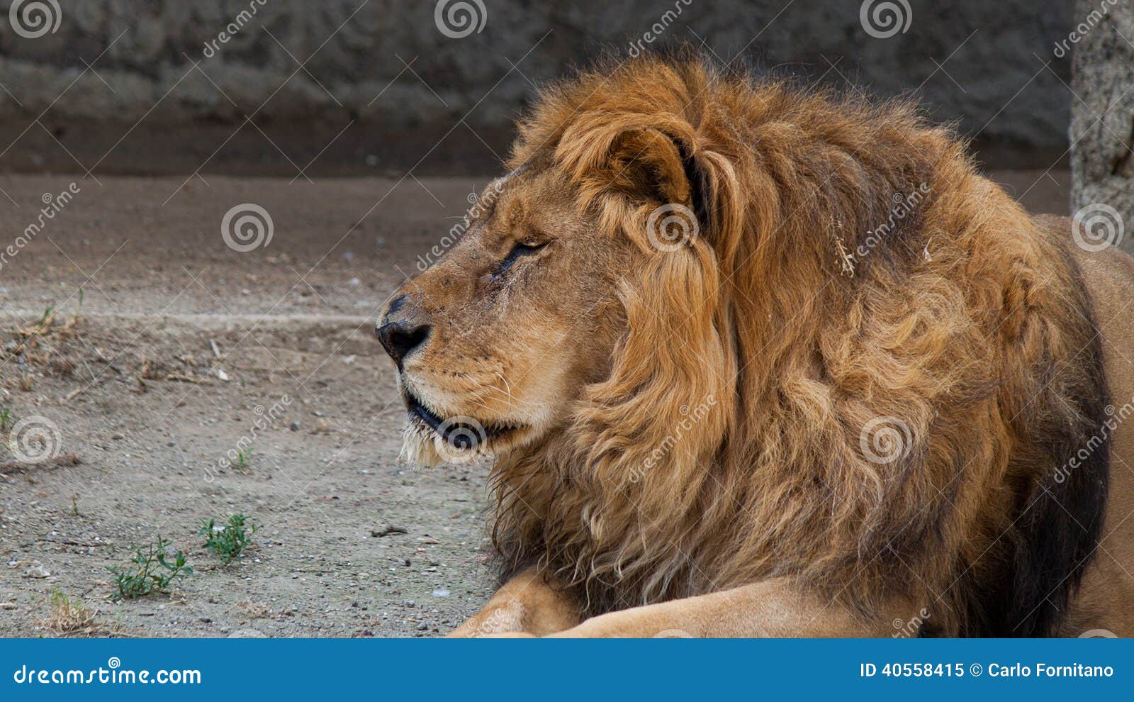 Lion stock image. Image of snout, organism, carnivores - 40558415