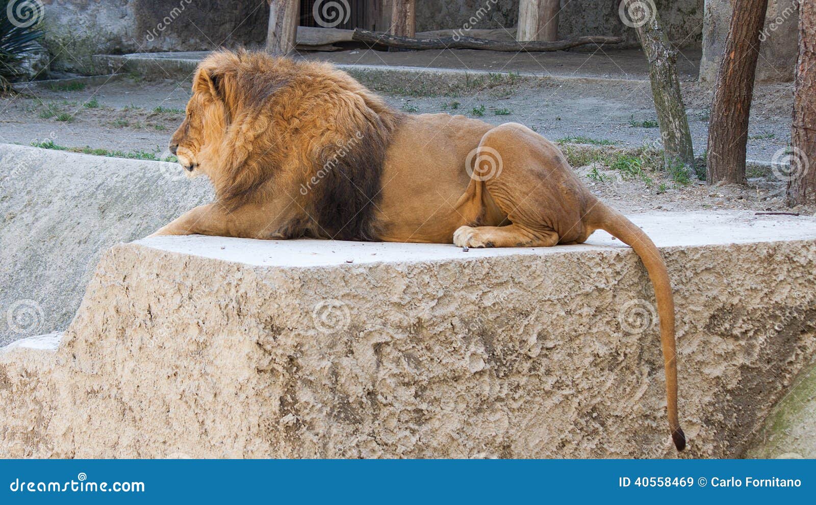 Lion stock image. Image of panther, captivity, wild, captive - 40558469
