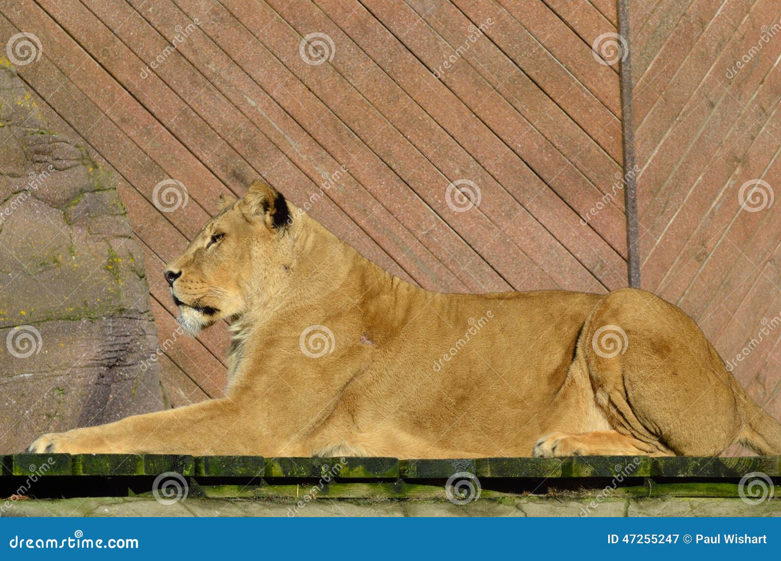 Lion in Sphinx Pose stock image. Image of feline, wildlife - 47255247