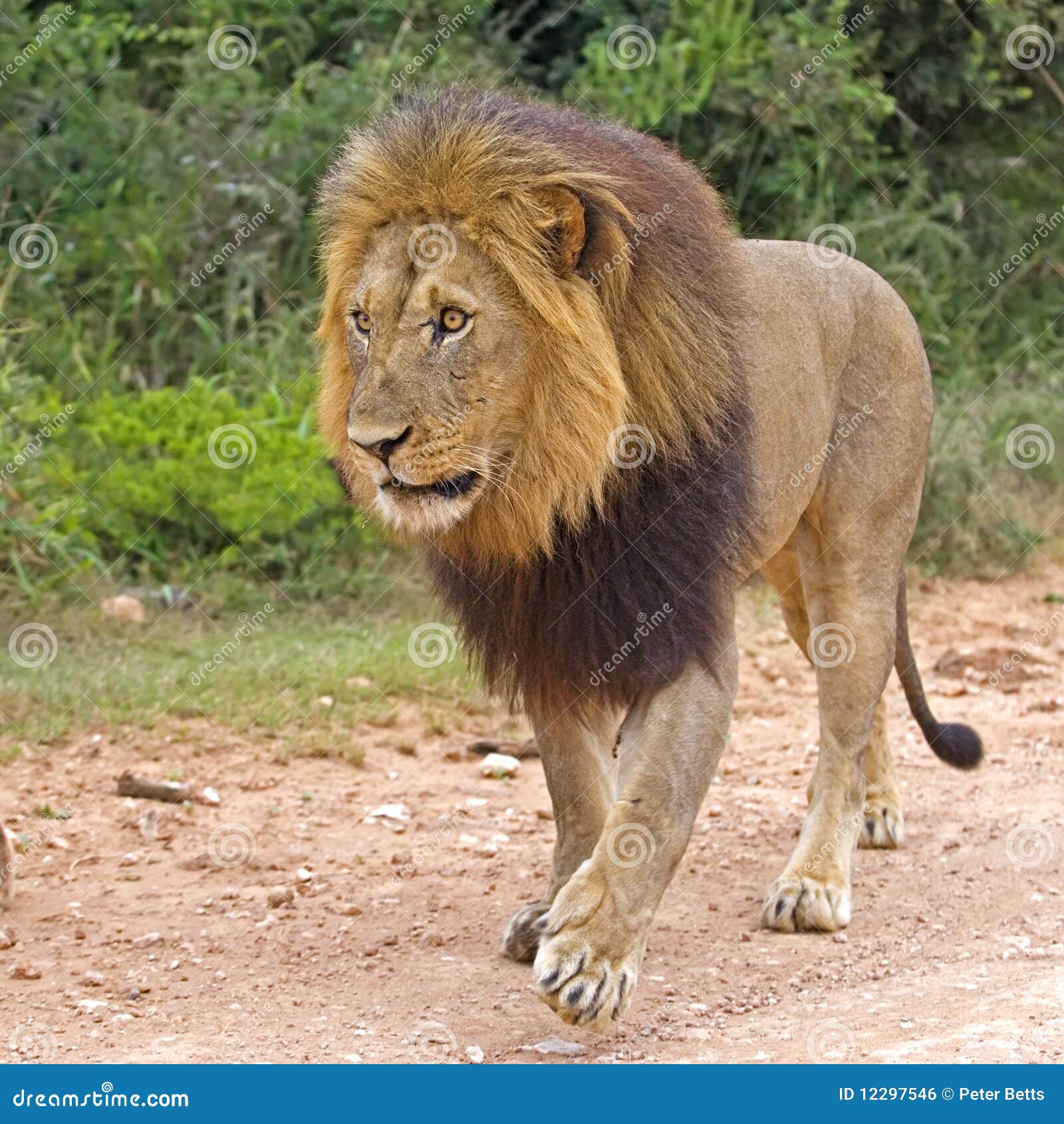 Lion Square Format stock photo. Image of ecology, dominant - 12297546