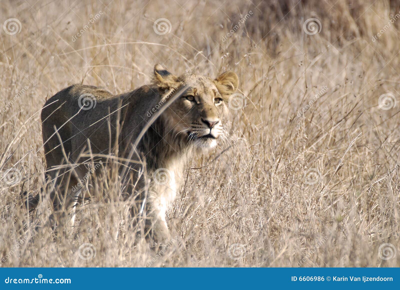 Lion stalking stock photo. Image of africa, beast, stare - 6606986