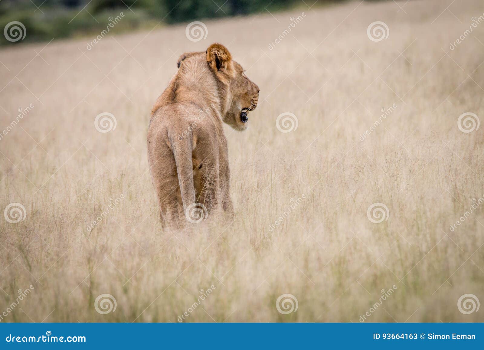 Lion Standing in the High Grass from Behind. Stock Image - Image of ...