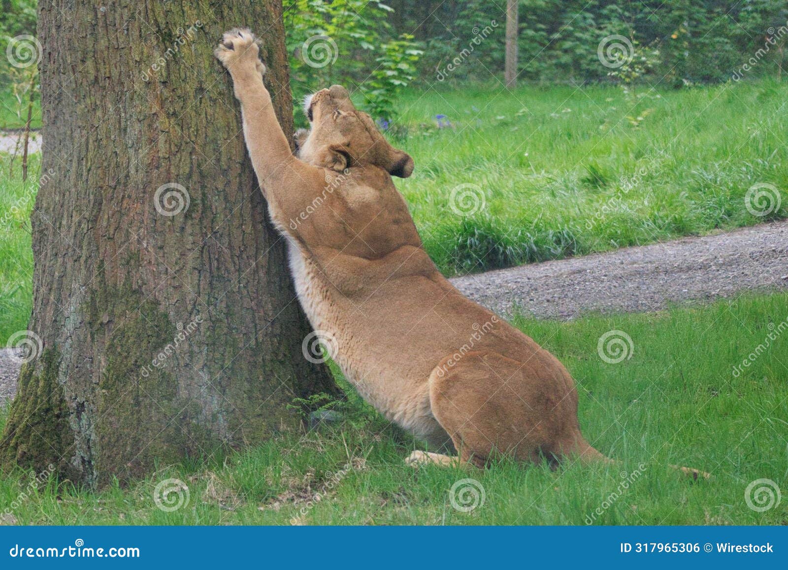 A Lion Standing on Its Hind Legs Leaning Against a Tree Stock Photo ...