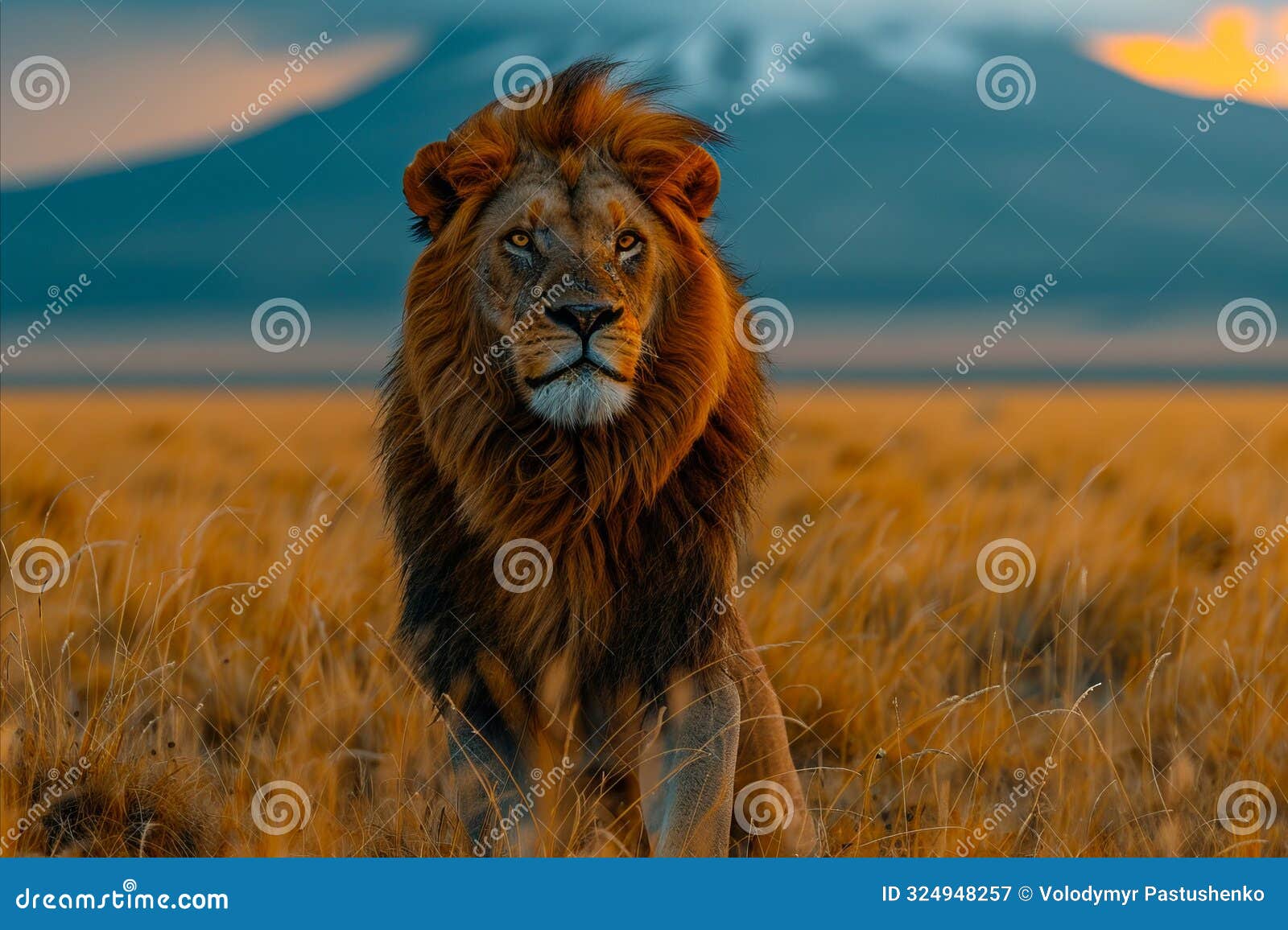 A Lion Standing in the Middle of a Field Stock Image - Image of sunset ...