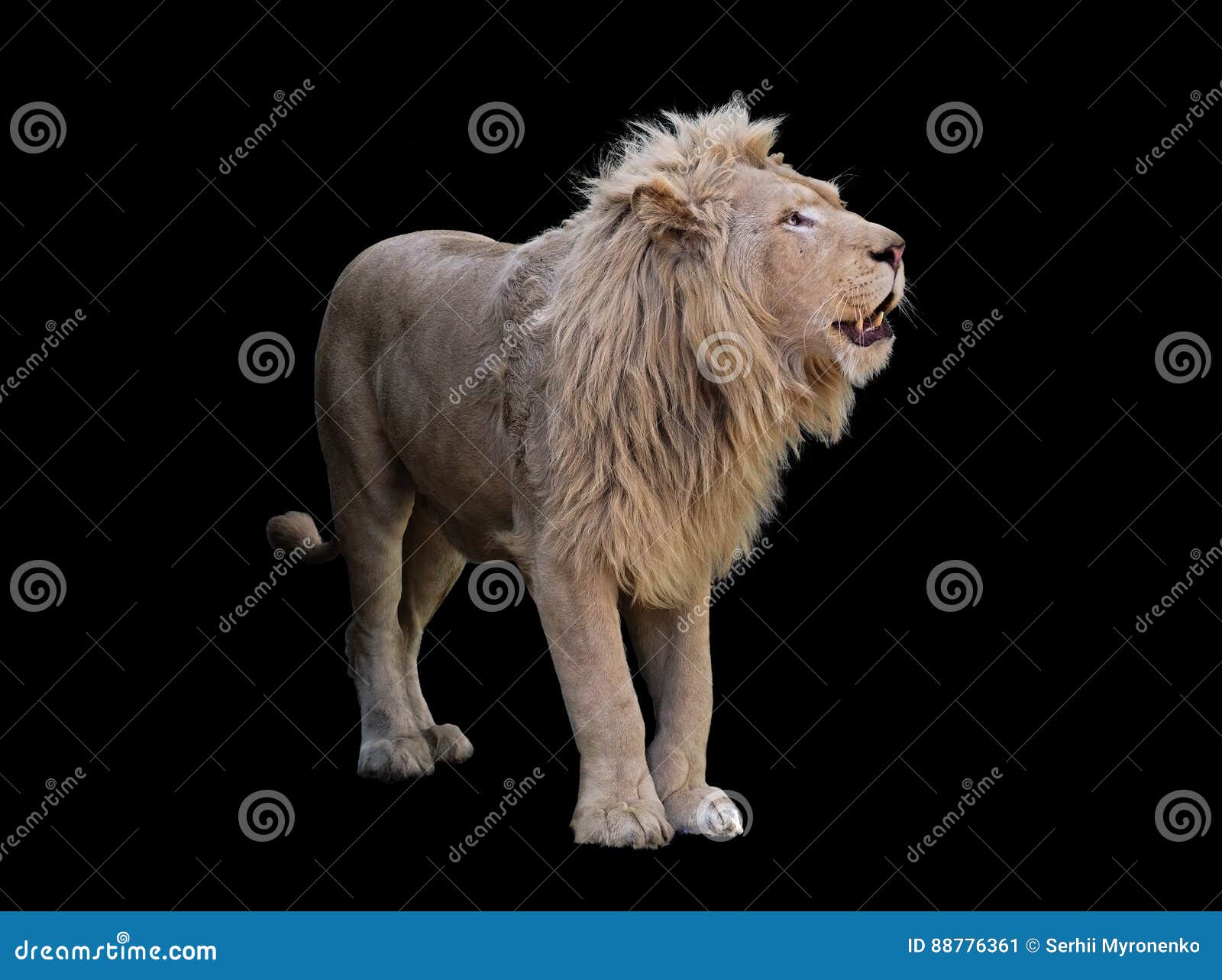 Lion Standing View from Right Side Isolated at Black Stock Image ...