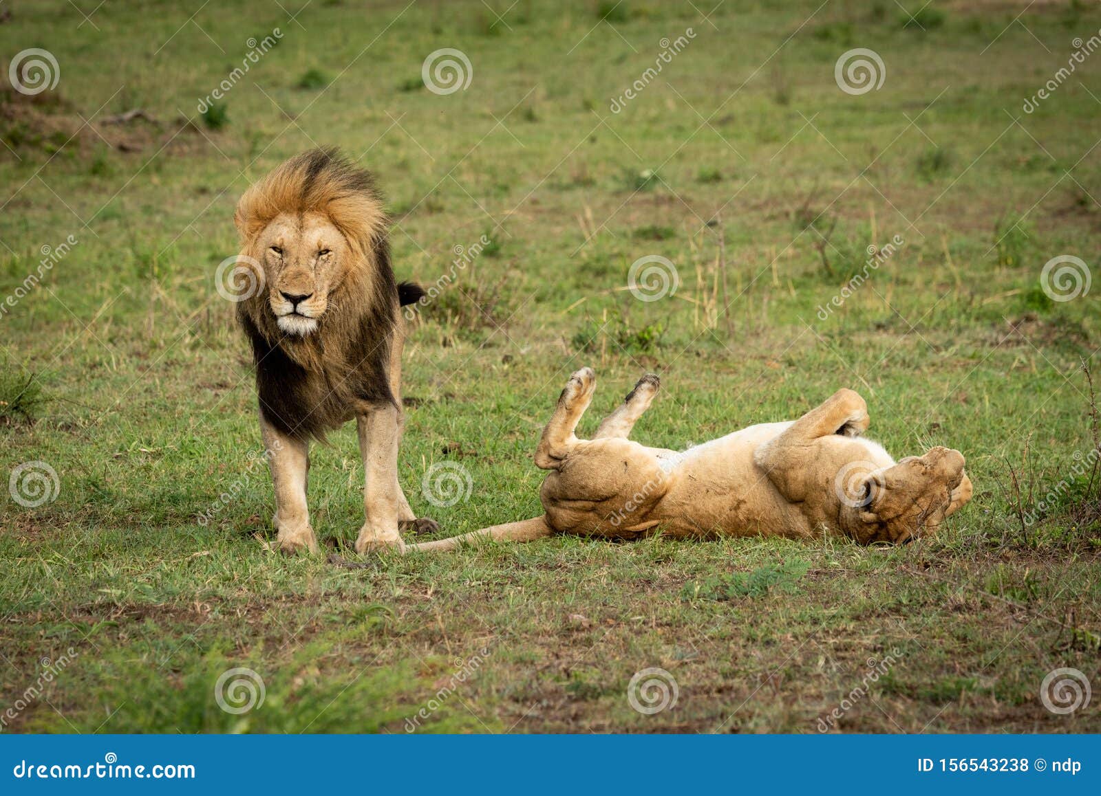 Lion Stands Over Lioness Rolling on Back Stock Photo - Image of masai ...