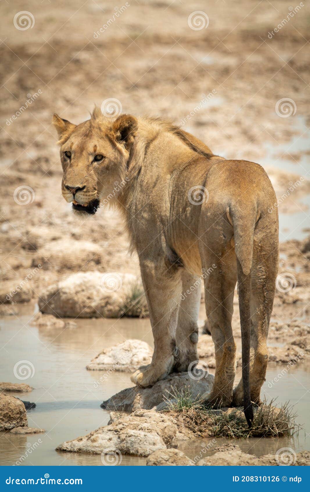 Lion Stands on Stepping Stones Looking Back Stock Photo - Image of game ...