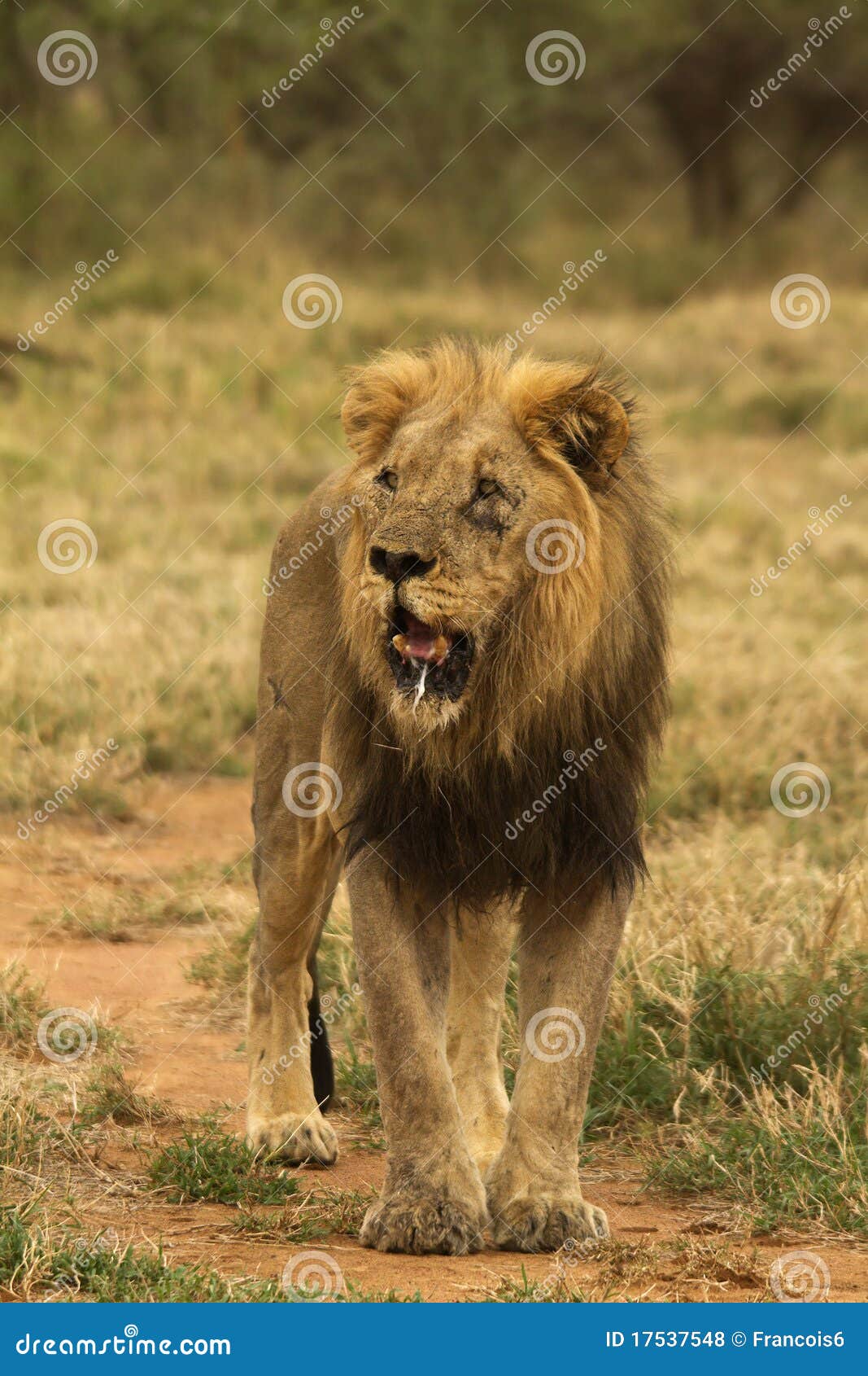 Lion Stare stock photo. Image of predator, ecosystem - 17537548