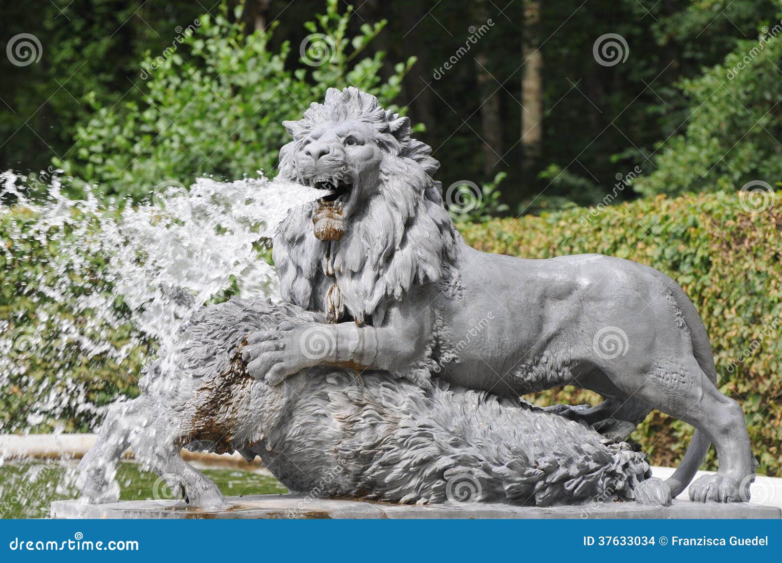 Lion Statue Spitting Water stock photo. Image of palace - 37633034
