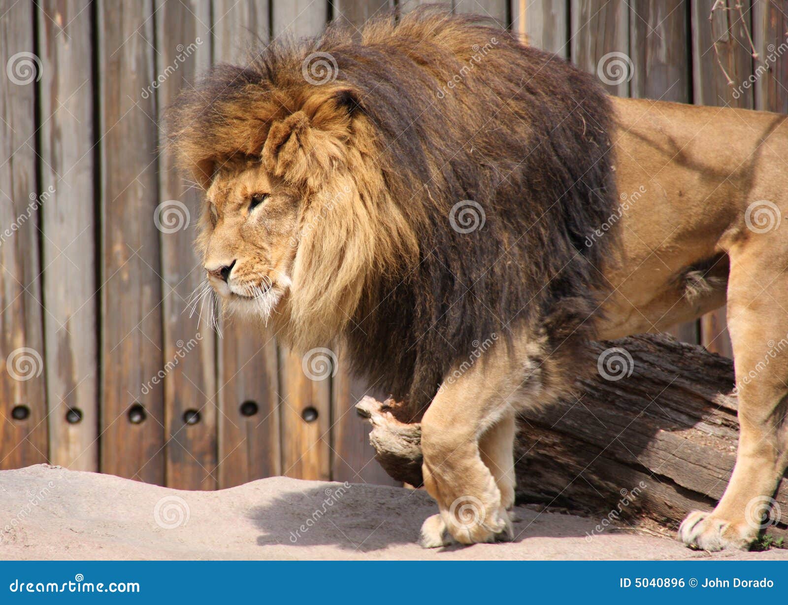 Lion Stepping Picture. Image: 5040896