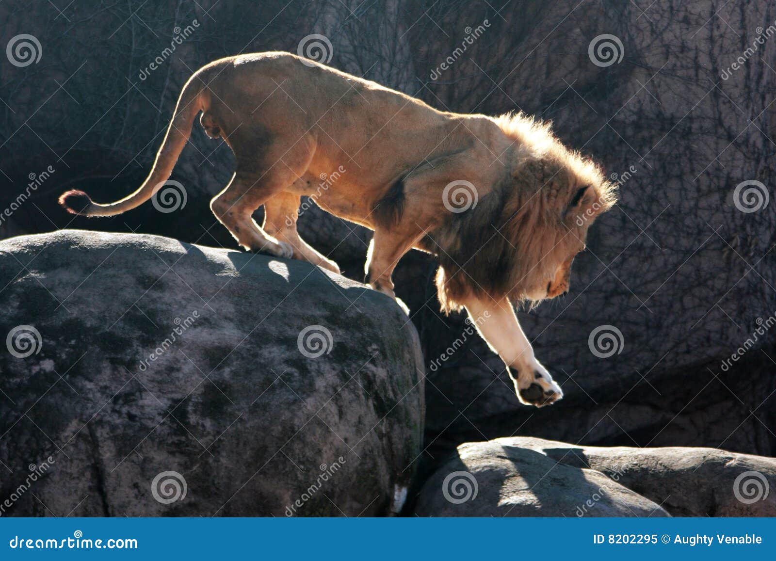 Lion Steps Down stock image. Image of furry, portrait - 8202295