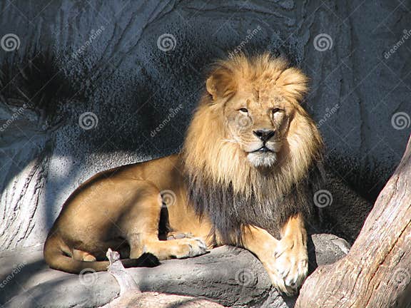 Lion in the Sun stock photo. Image of domain, thoughtful - 1287242