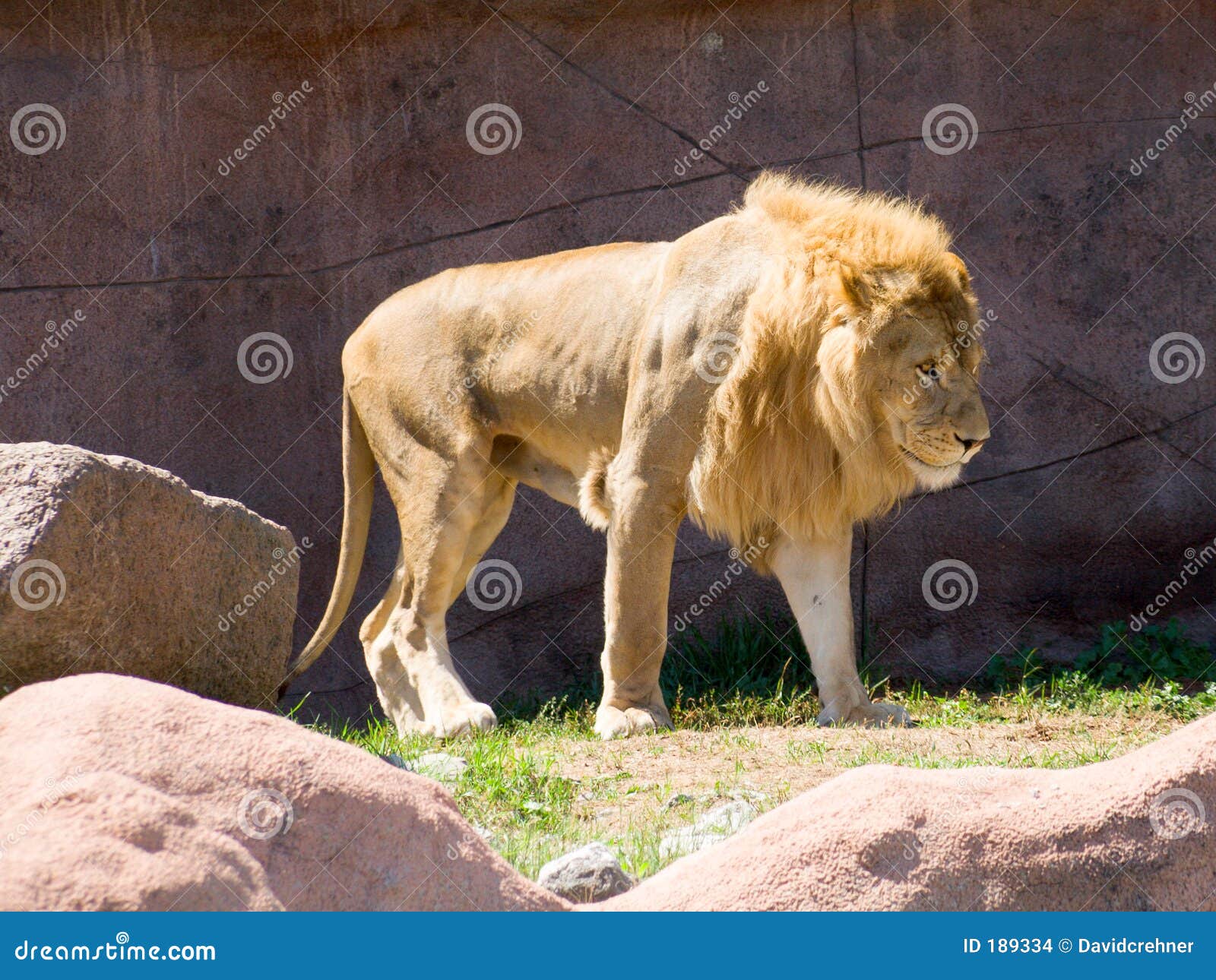 Lion in the sun stock photo. Image of plains, hunt, roar - 189334