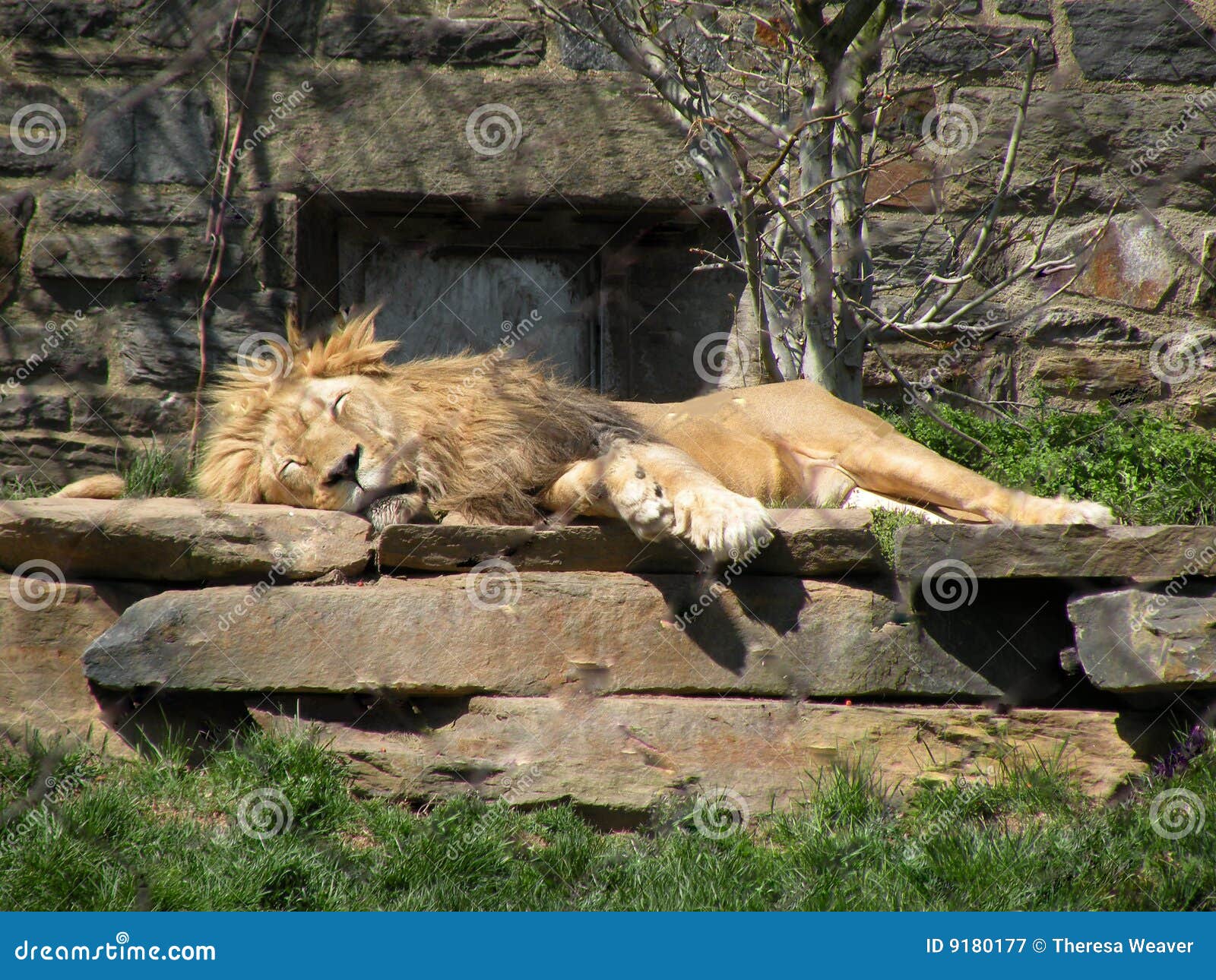 Lion in the sun stock image. Image of wildlife, male, sleep - 9180177