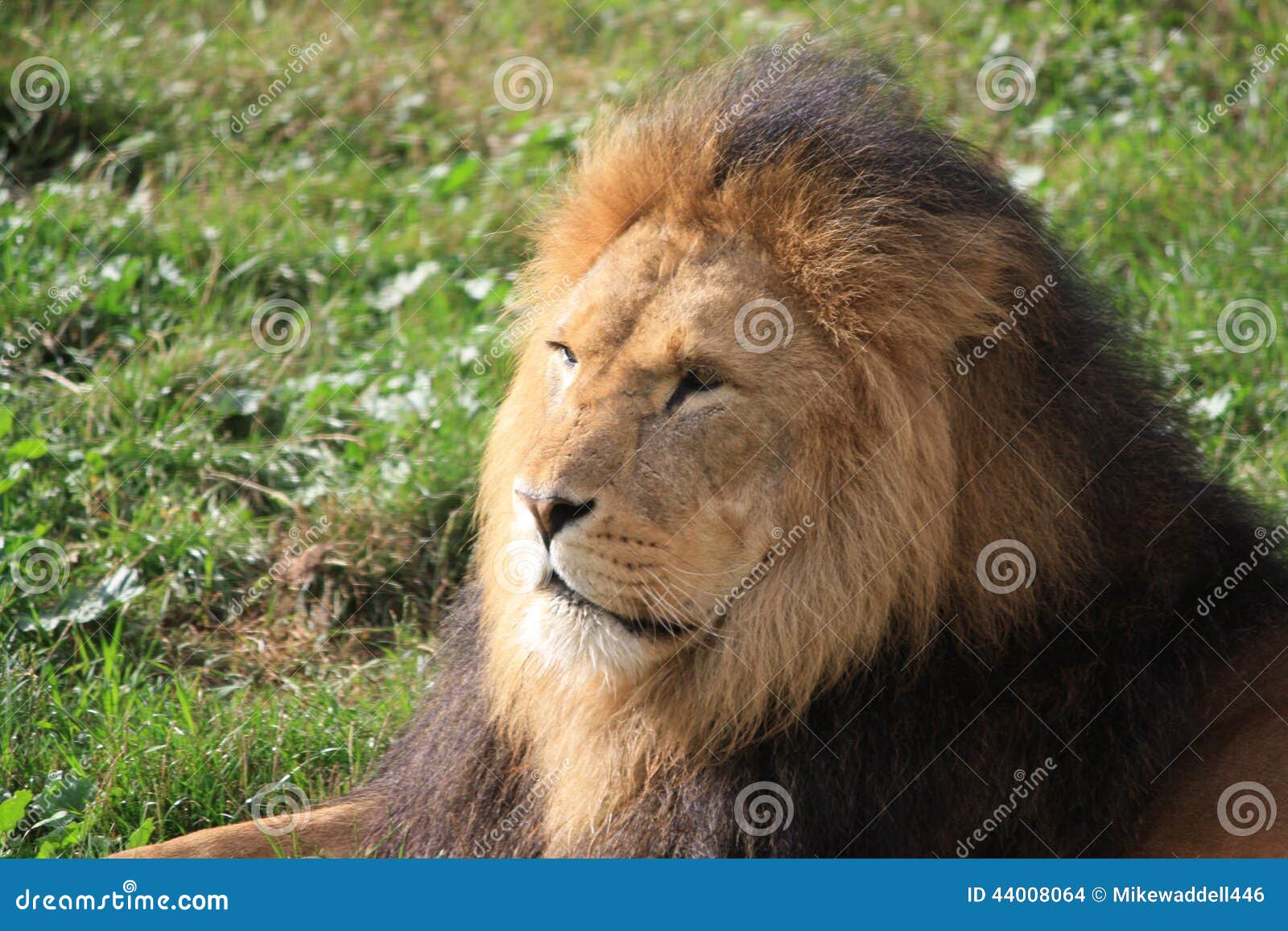 Lion in the sun stock photo. Image of mane, animal, male - 44008064