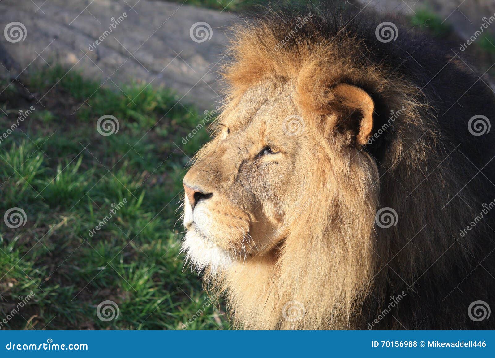Lion in the sun stock photo. Image of mane, sunshine - 70156988