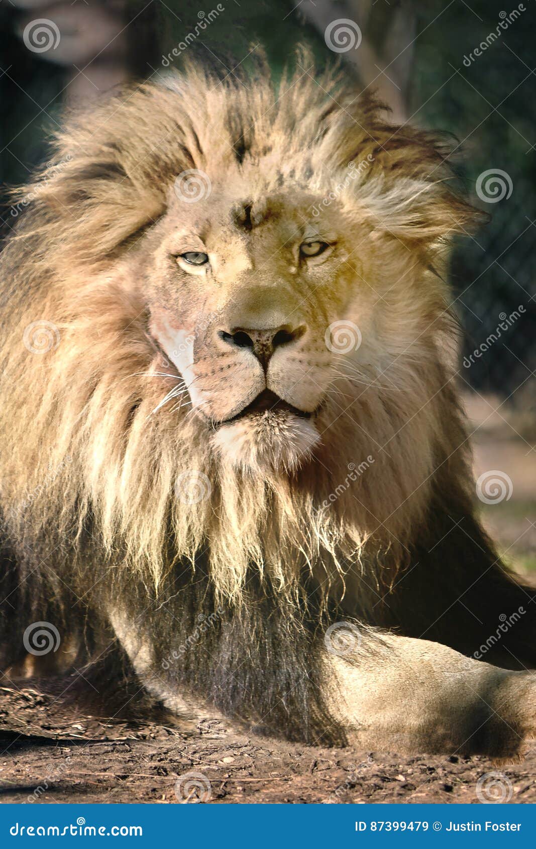 Lion in the Sun - Sunny Day - Sunbathing Stock Image - Image of animal ...