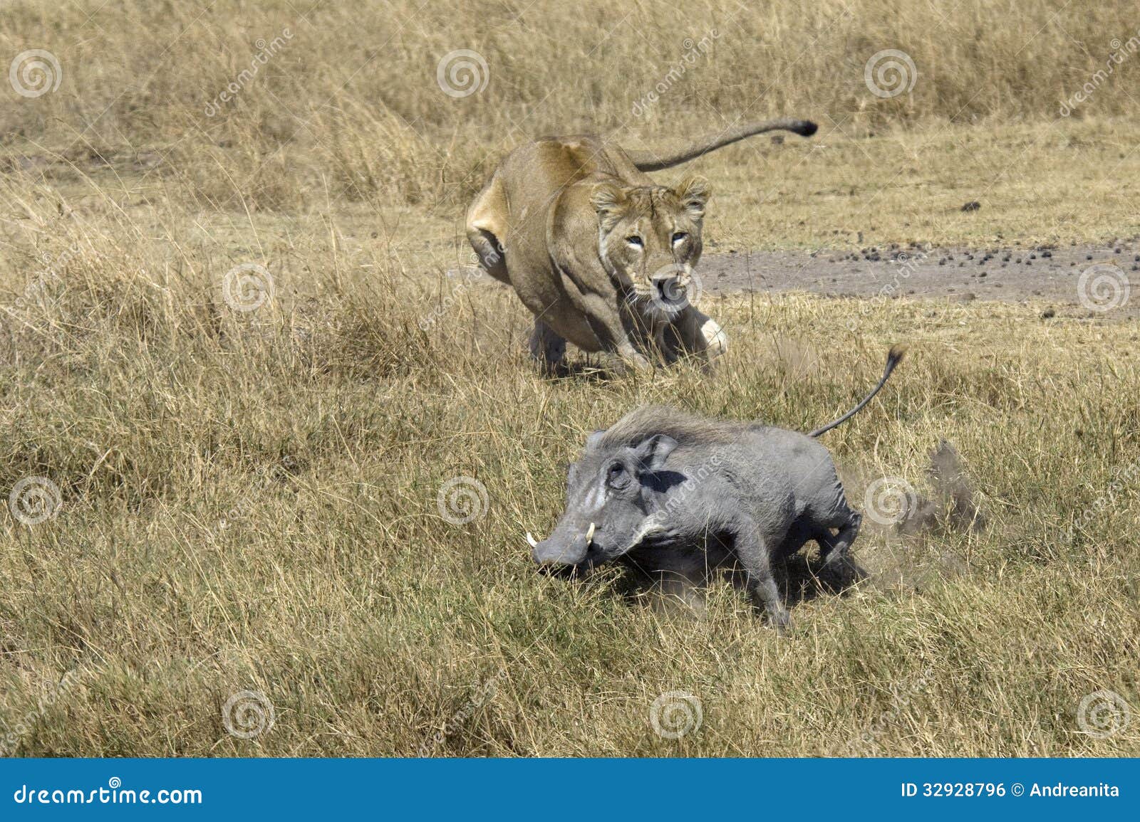 Lion sur la chasse photo stock. Image du africain, alimenter - 32928796