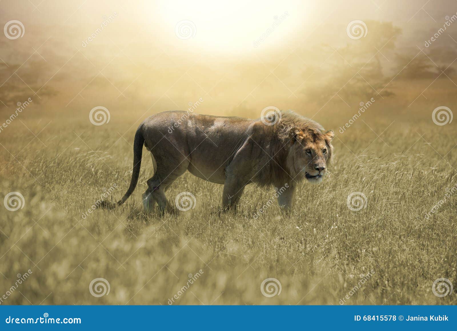 Lion Sur La Savane Africaine Photo stock - Image du animaux, safari ...