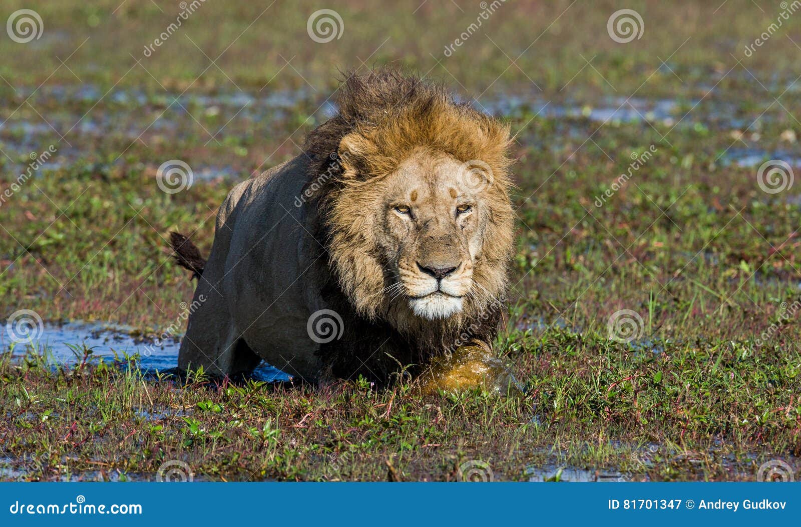 Lion is Swimming through the Swamp. Okavango Delta Stock Image - Image ...