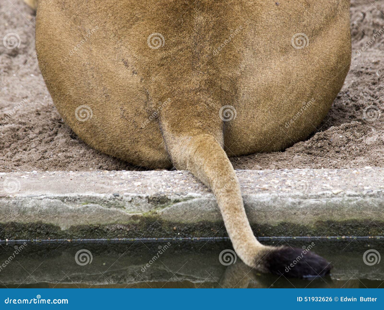 Lion tail stock photo. Image of male, natural, africa - 51932626