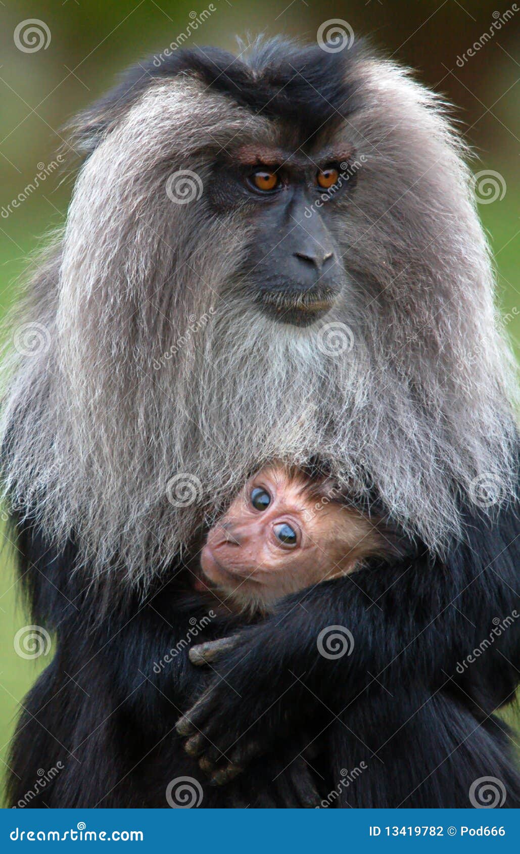 Lion Tailed Monkey Opening Its Mouth Angry Sitting On A Tree Stock ...