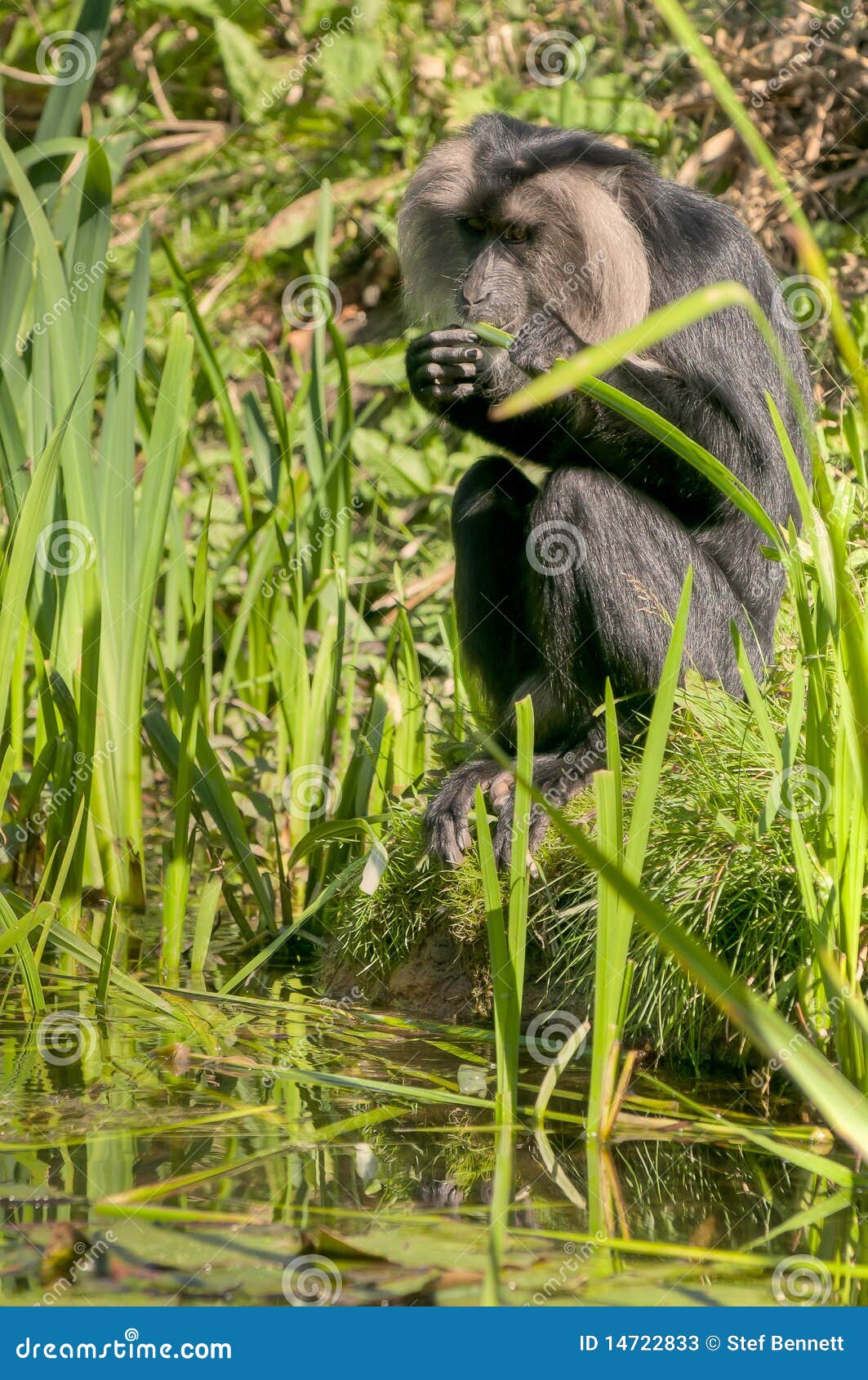 Lion-tailed Macaque Picture. Image: 14722833
