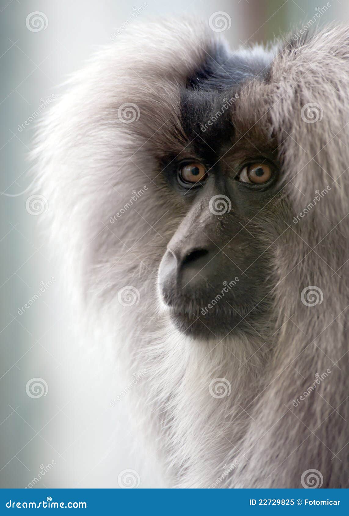 Lion Tailed Macaque stock image. Image of macaque, expression - 22729825