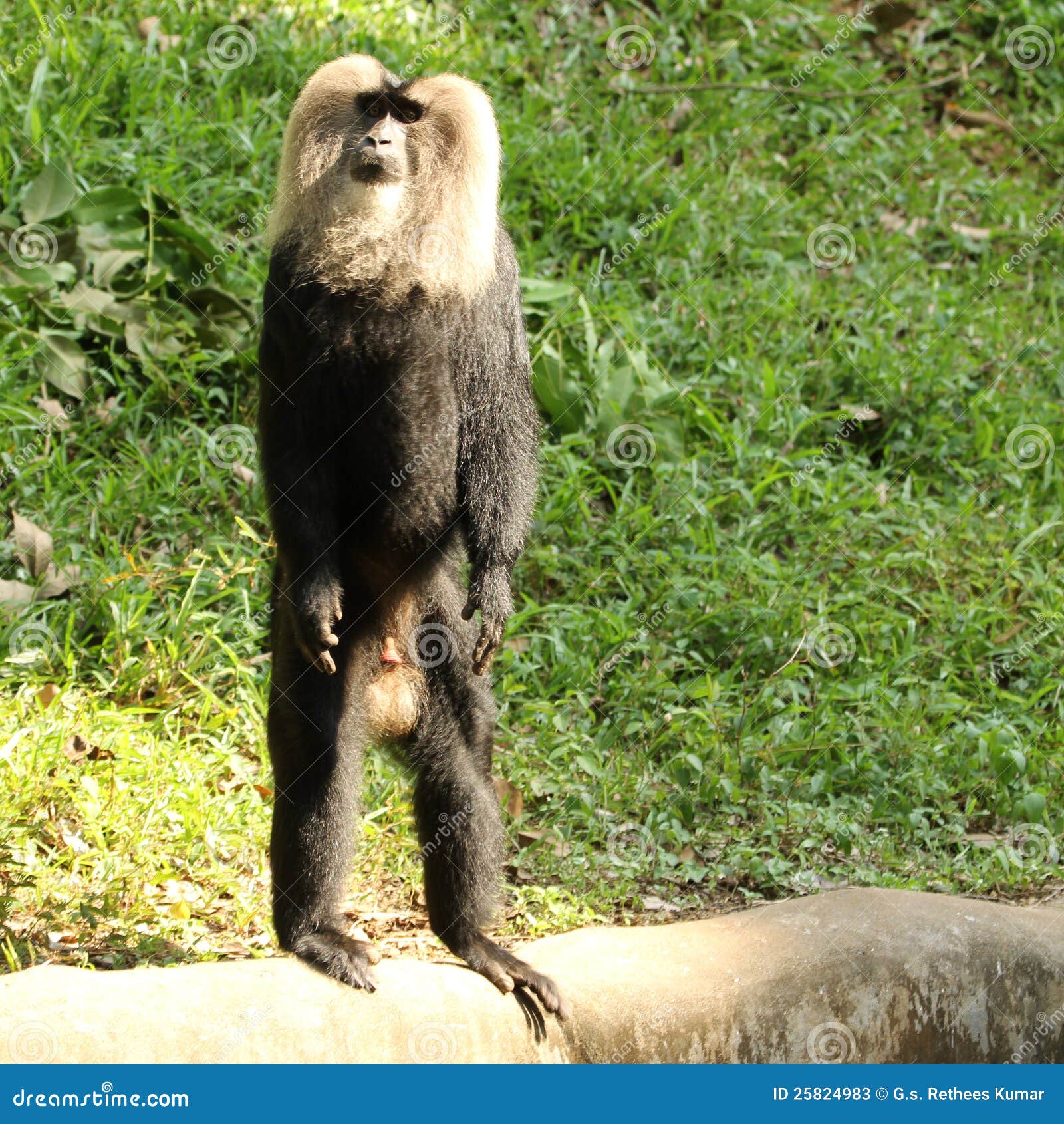 Lion tailed macaque stock image. Image of angry, romance - 25824983