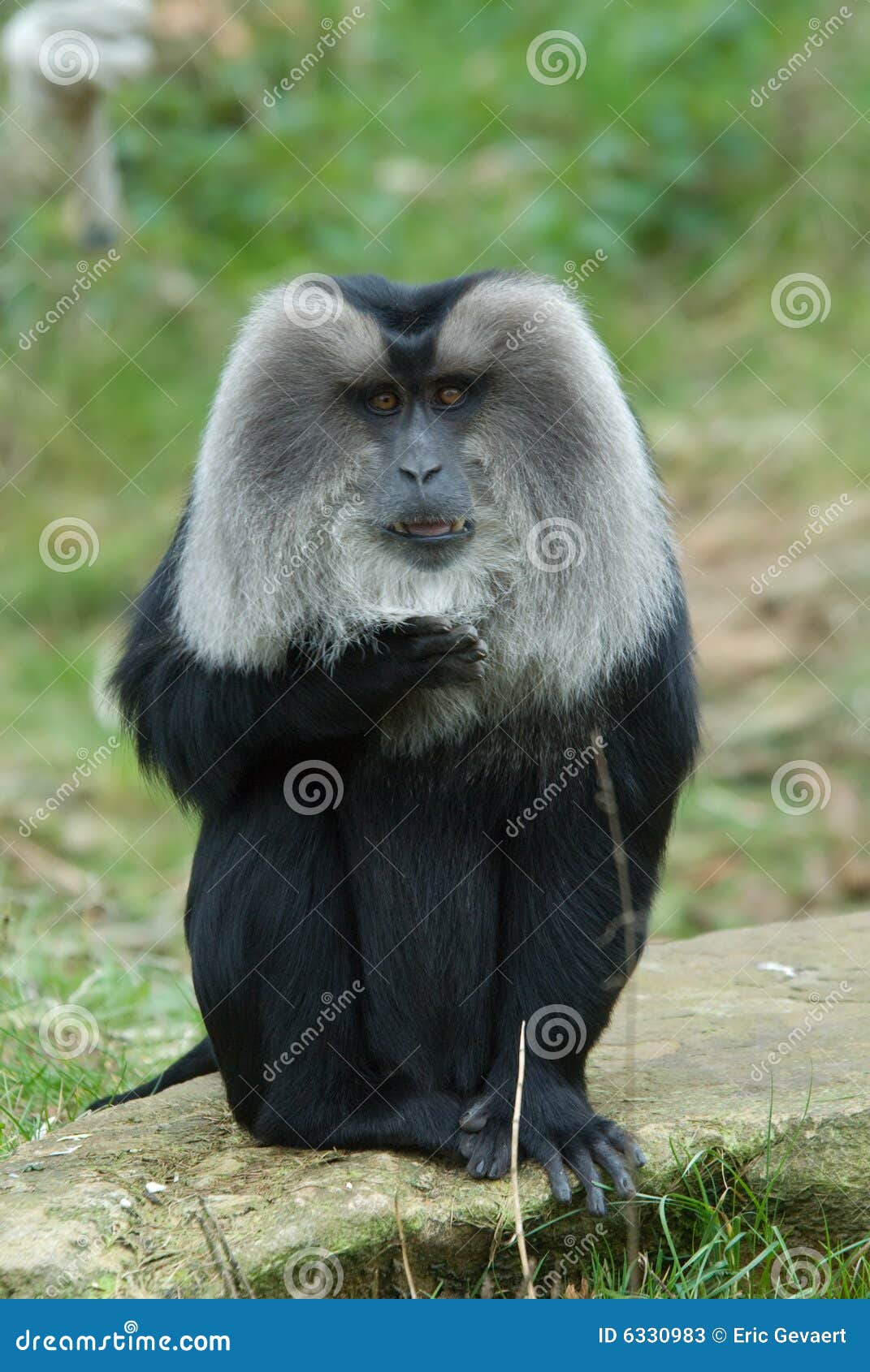 Lion-tailed Macaque Sitting On A Wooden Pole In The Background Of ...