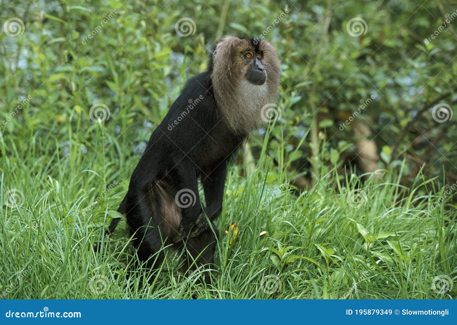 LION TAILED MACAQUE Macaca Silenus Stock Image - Image of wildlife ...
