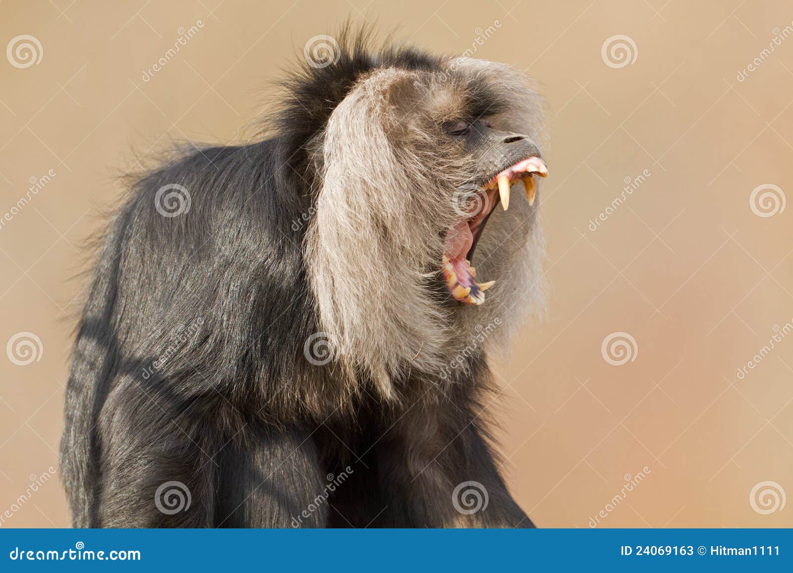 Lion-tailed Macaque (Macaca Silenus) Stock Image - Image of silenus ...