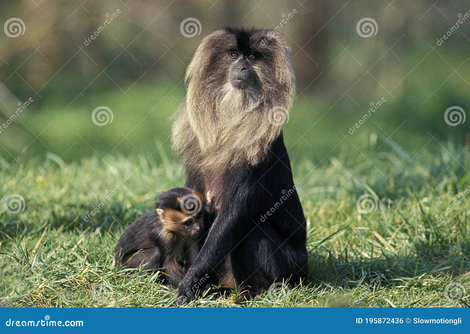 Lion Tailed Macaque, Macaca Silenus, Female with Young Stock Photo ...