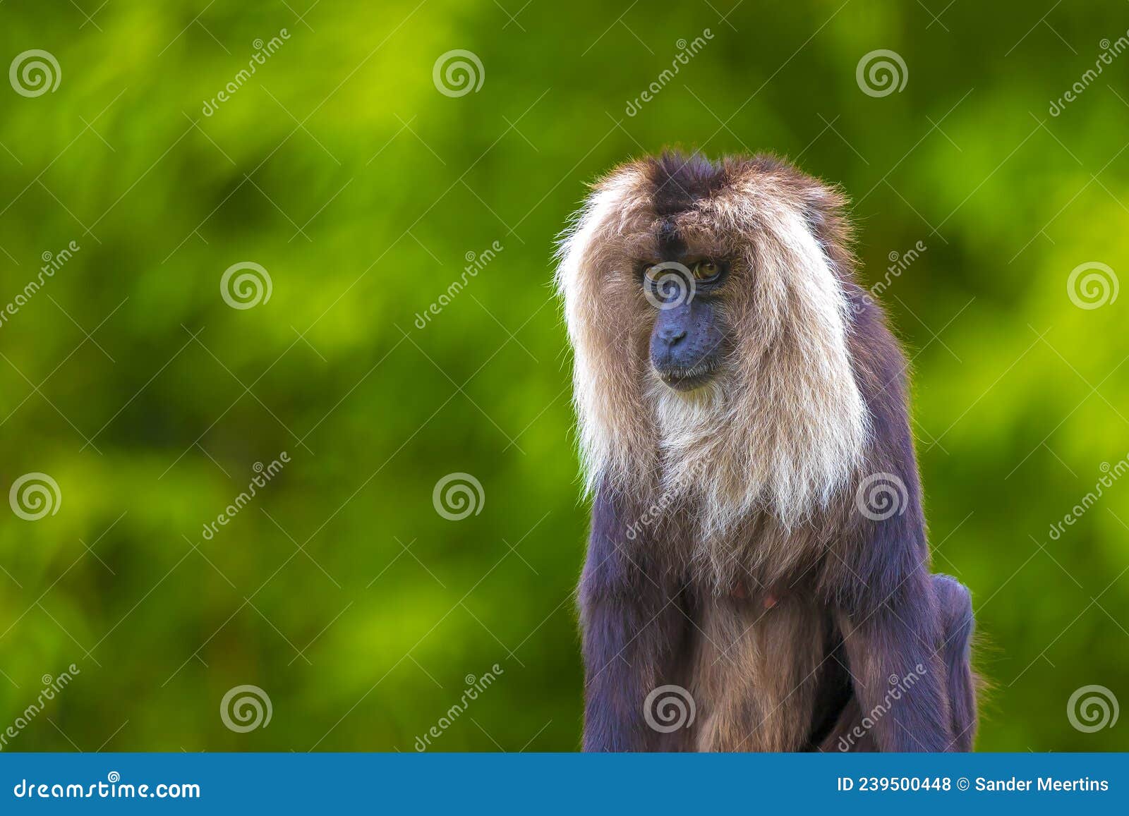 Lion-tailed Macaque, Macaca Silenus, in a Forest Stock Photo - Image of ...