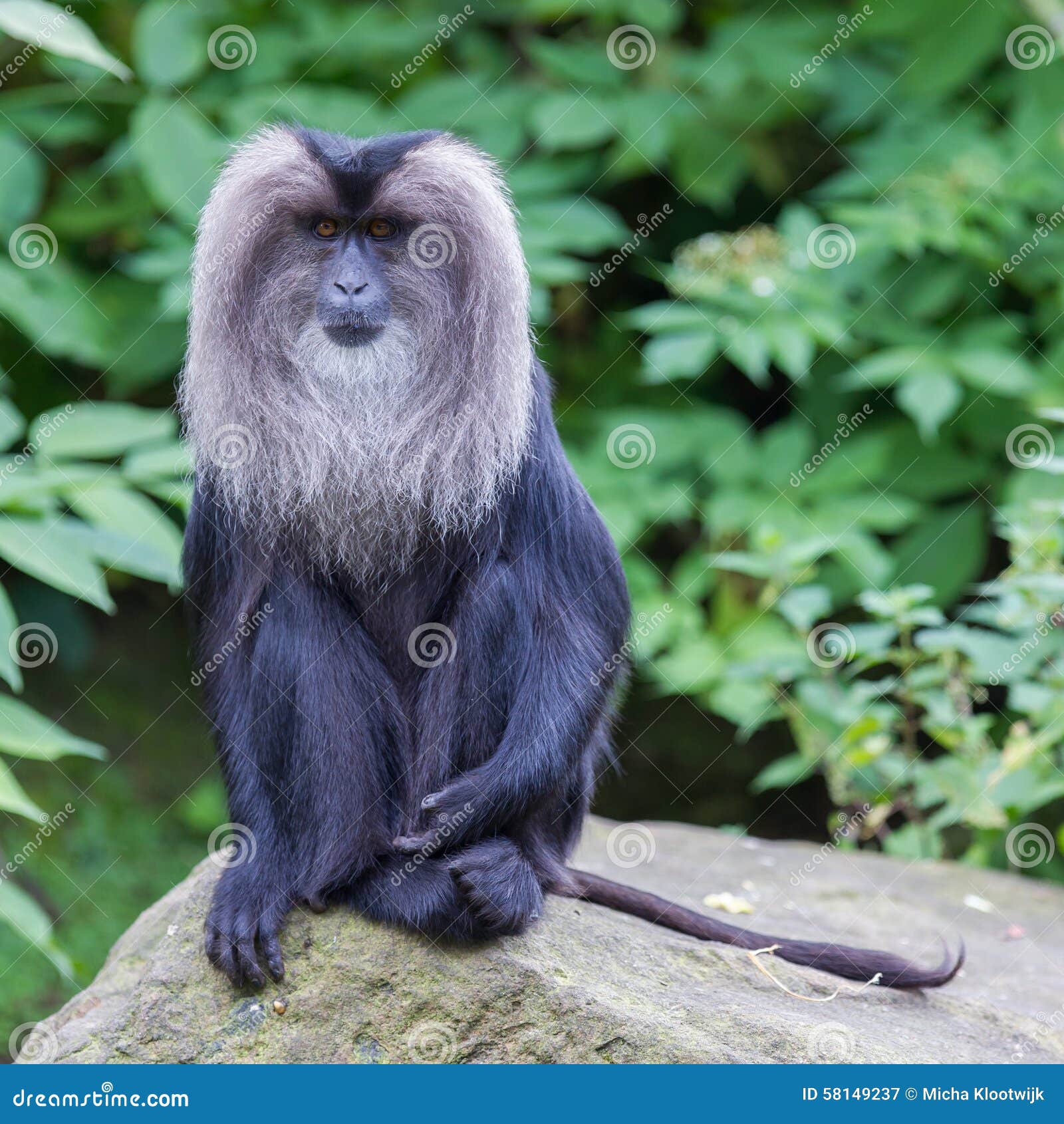 Lion-tailed Macaque (Macaca Silenus) Stock Image - Image of mammal ...