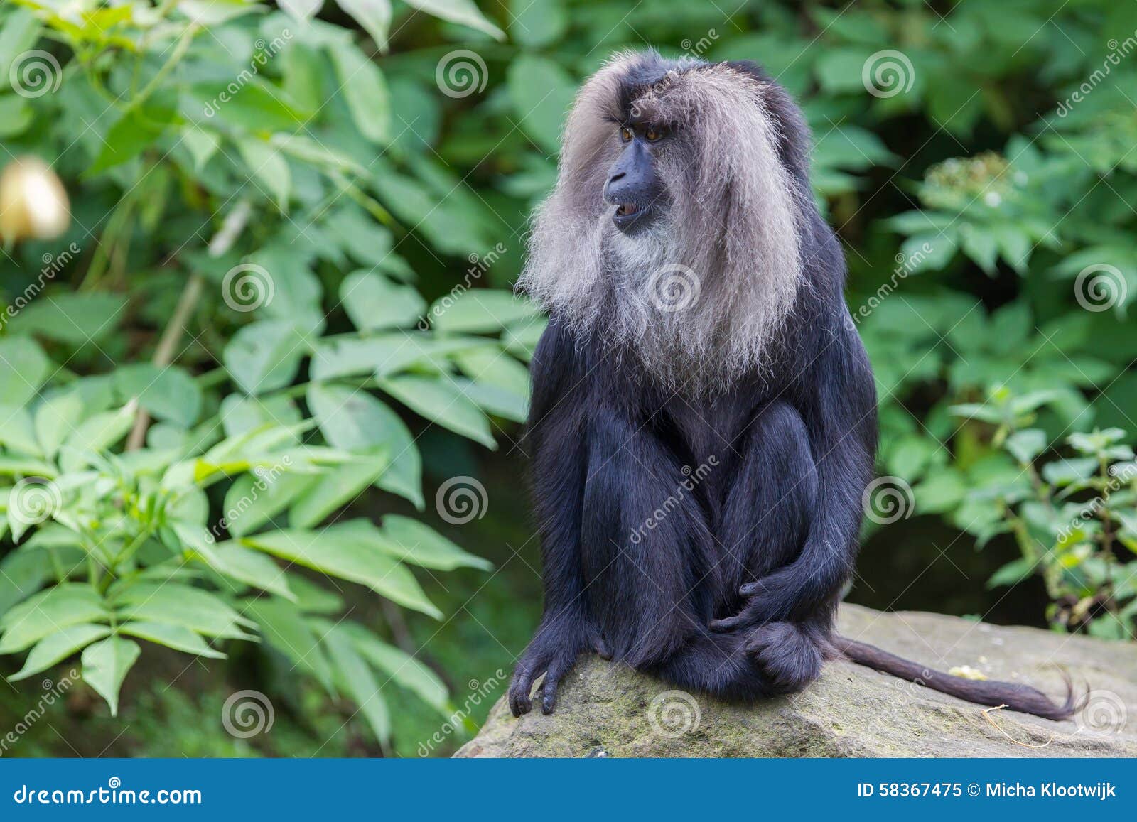 Lion-tailed Macaque (Macaca Silenus) Stock Image - Image of endemic ...