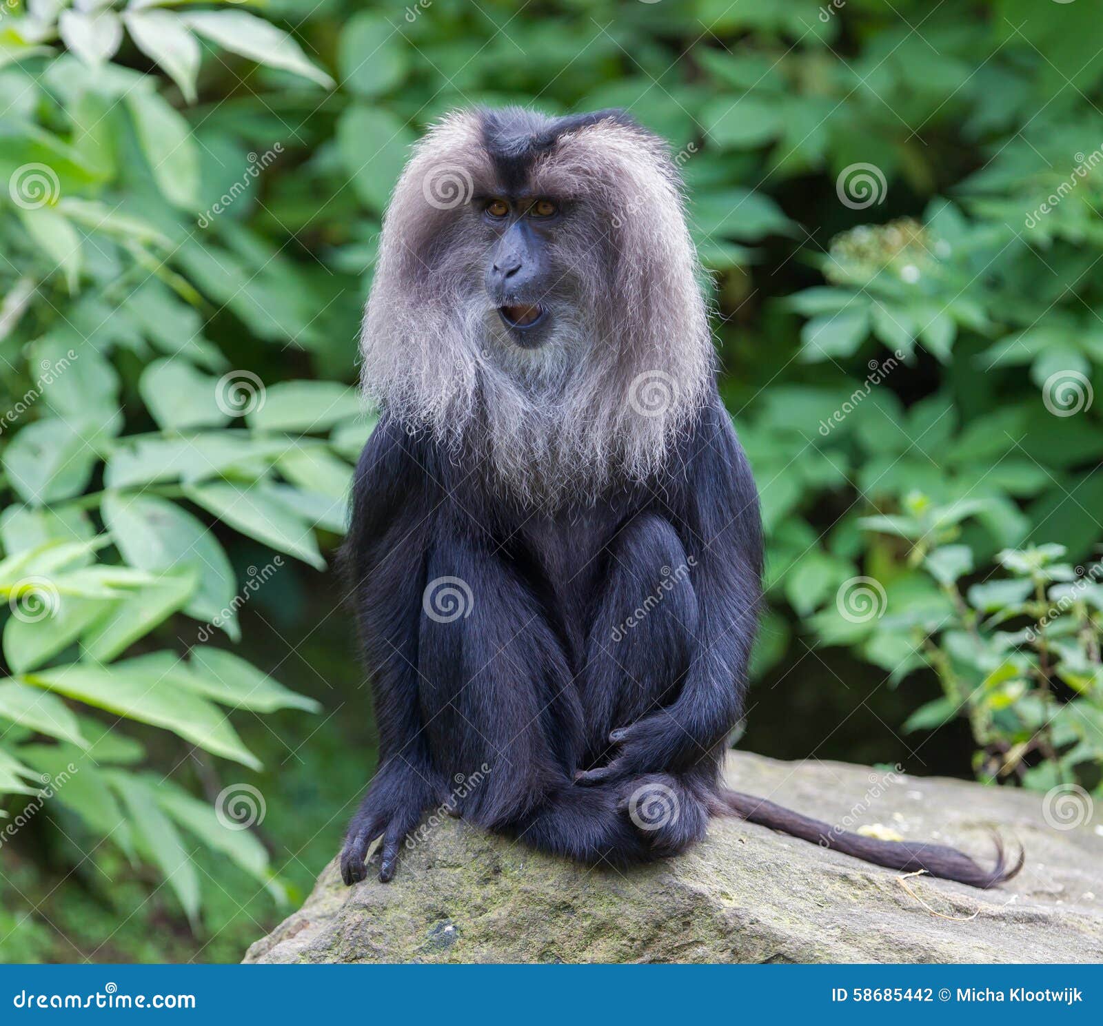 Lion-tailed Macaque (Macaca Silenus) Stock Photo - Image of nature ...