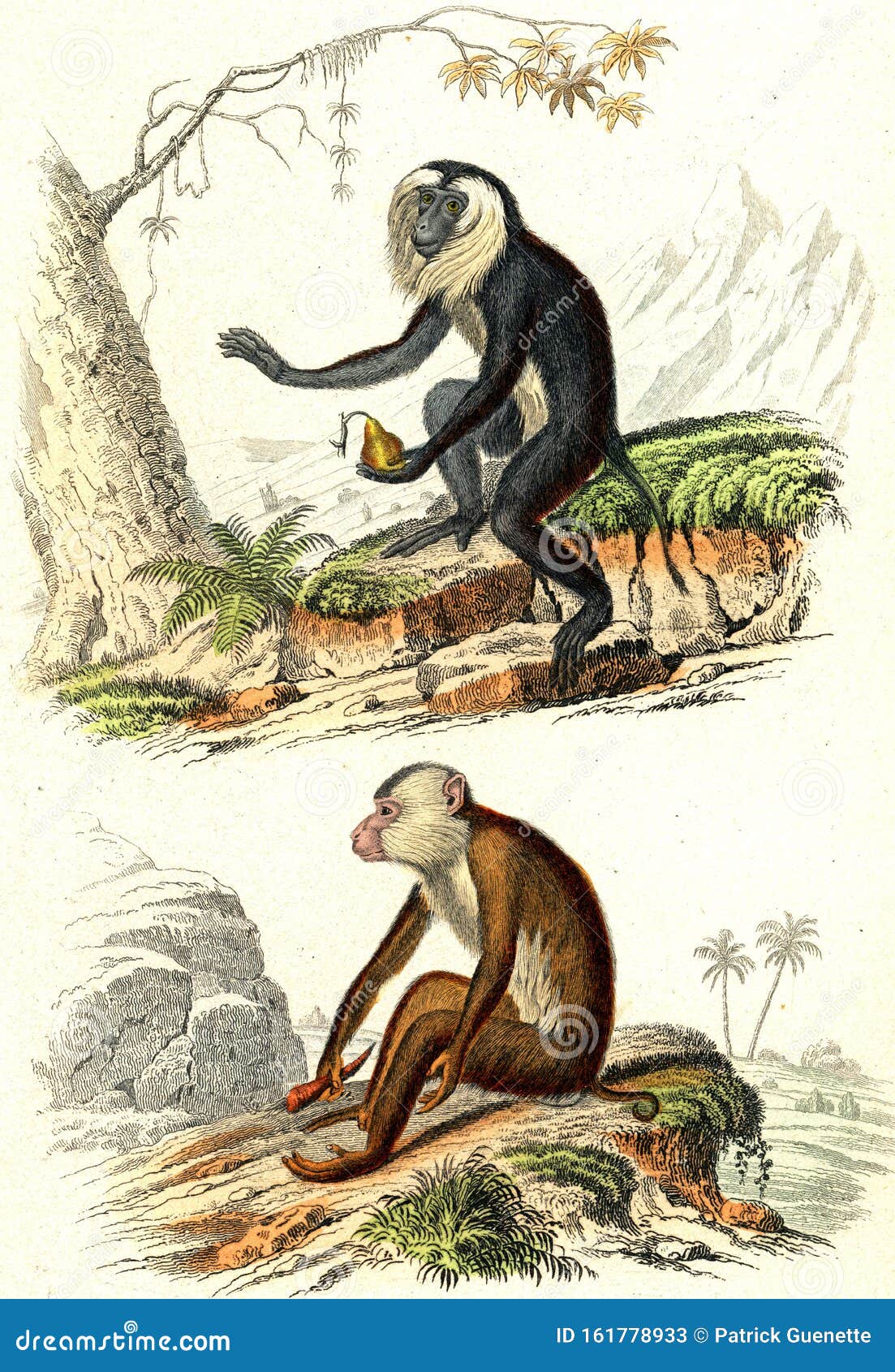 Lion-tailed Macaque, the Maimon, Vintage Engraving Stock Illustration ...