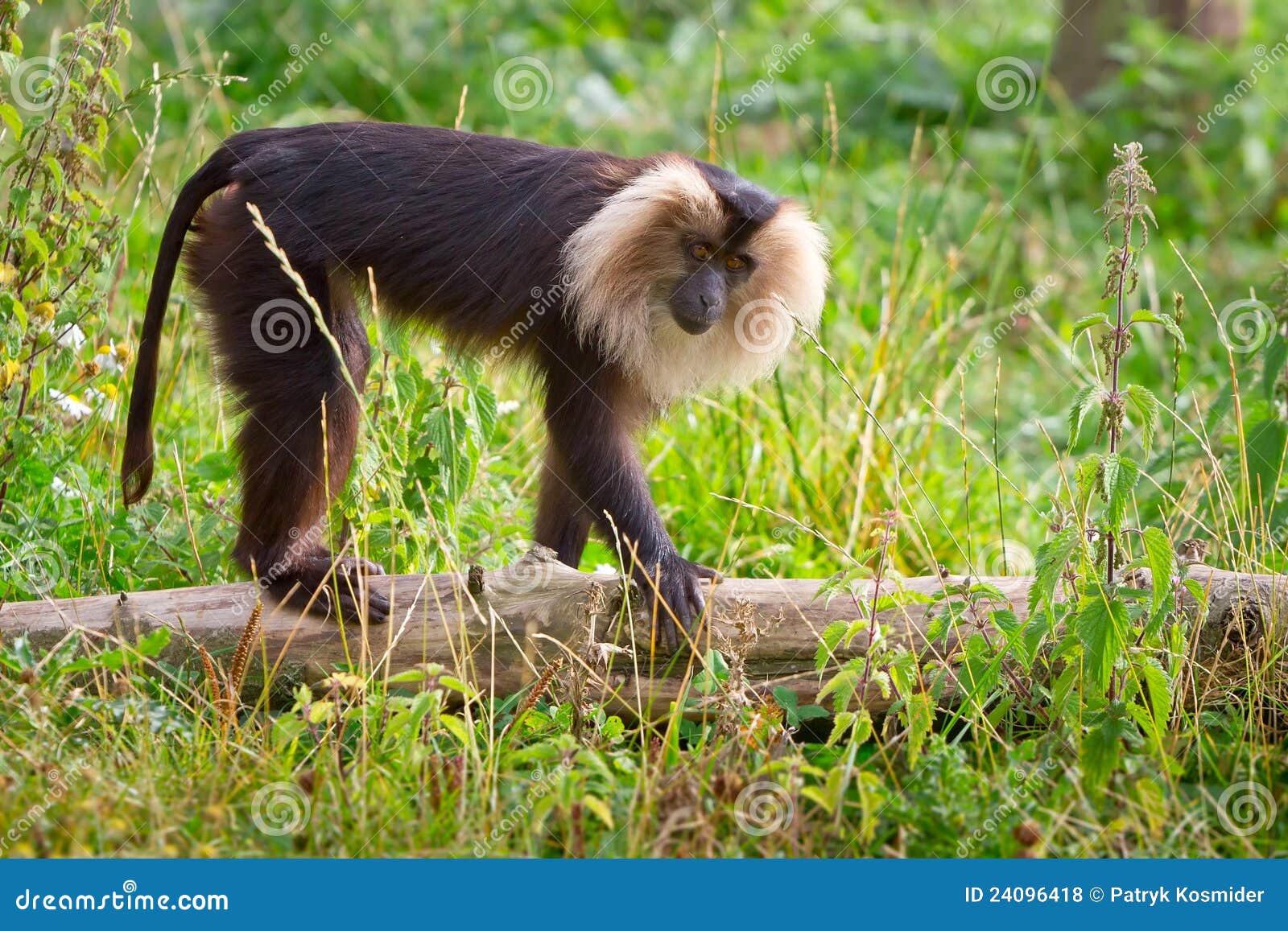 Lion tailed macaque monkey stock photo. Image of macaque - 24096418