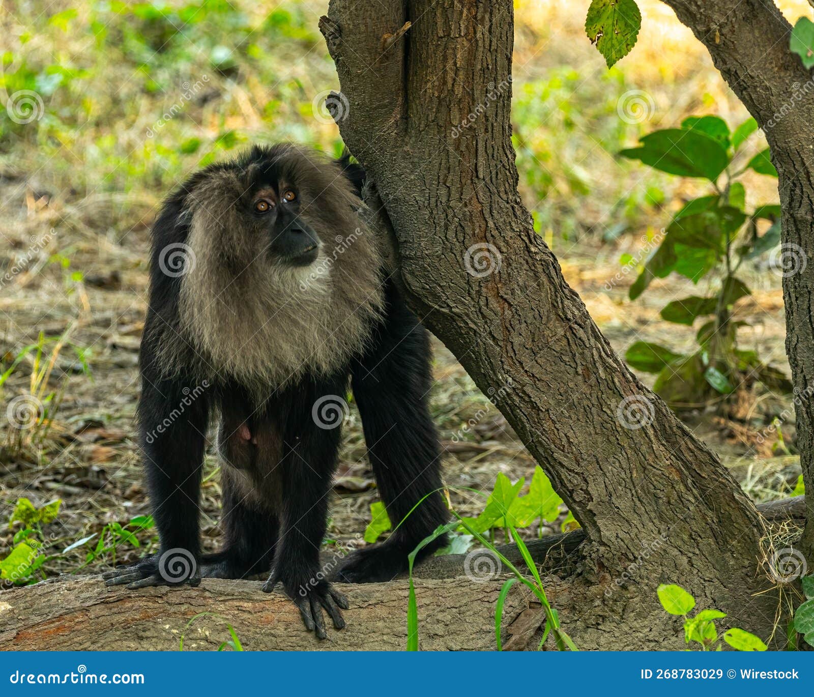 Lion-tailed Macaque Monkey Looking Up To the Tree Stock Image - Image ...