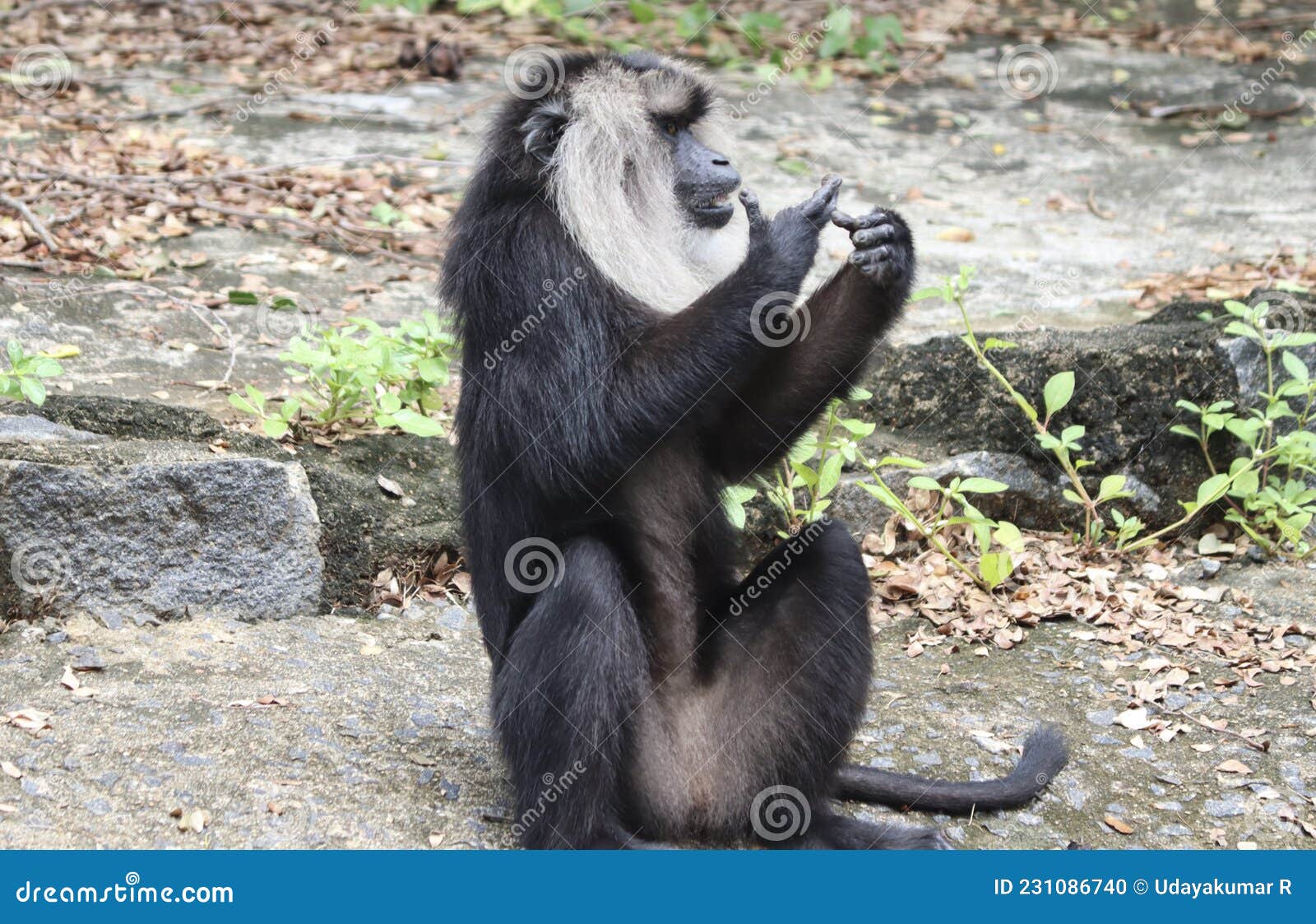 Lion Tailed Macaque Monkeyâ€™s Reactions Monkeys Sit and Thinking Stock ...