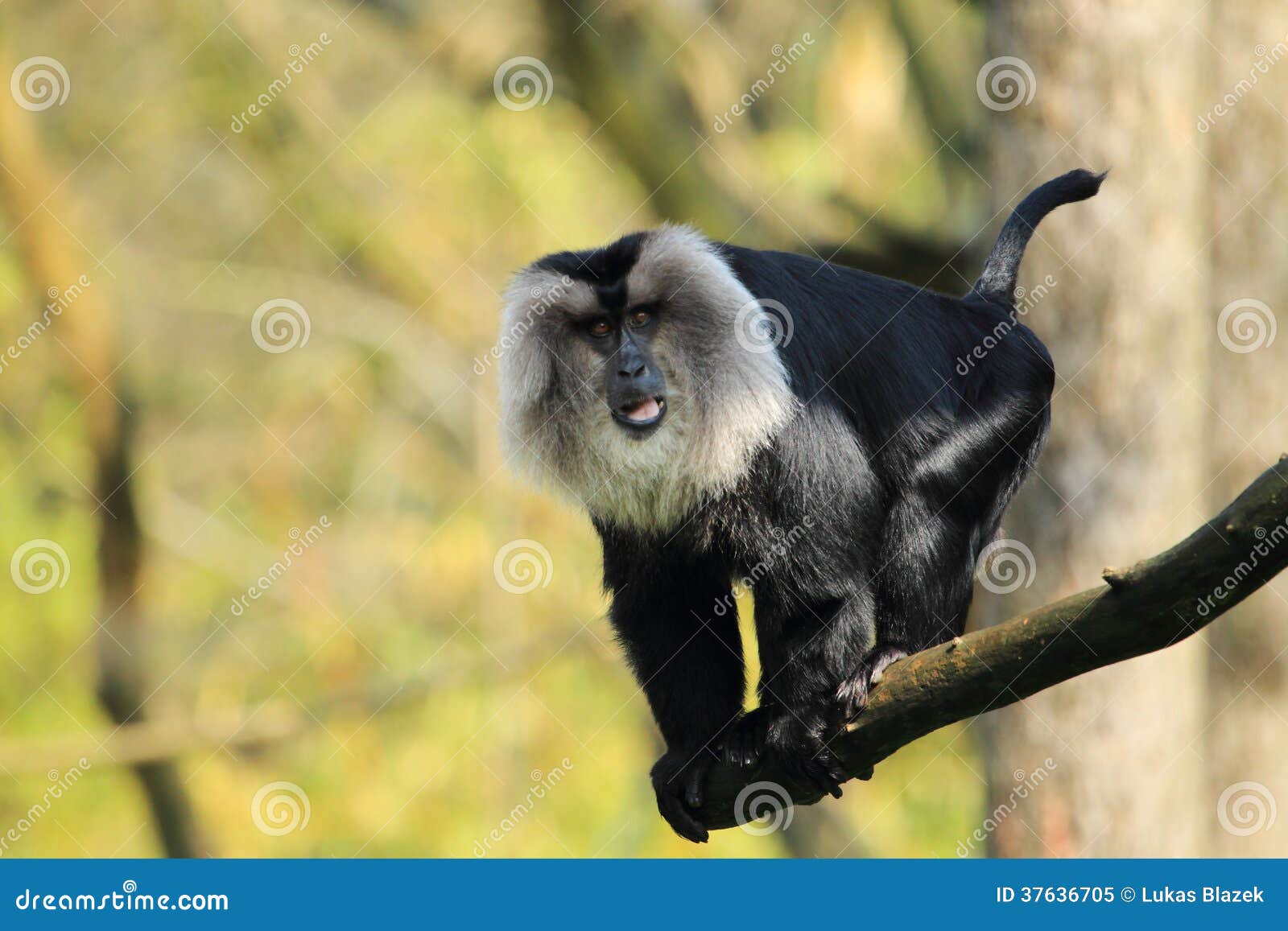 Lion-tailed Macaque Sitting On A Wooden Pole In The Background Of ...