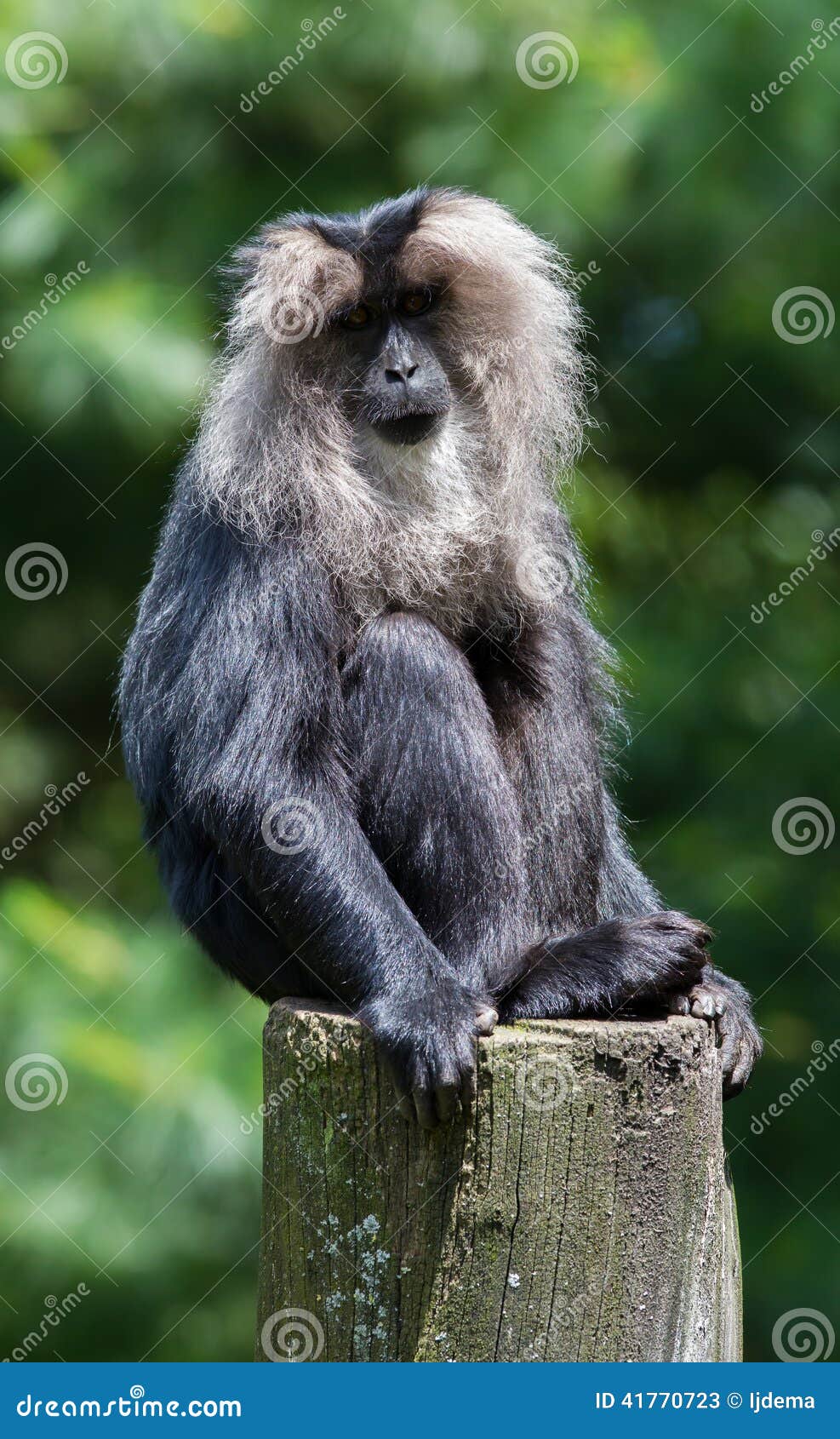 Lion-tailed Macaque Portrait Stock Image - Image of endemic, mane: 41770723