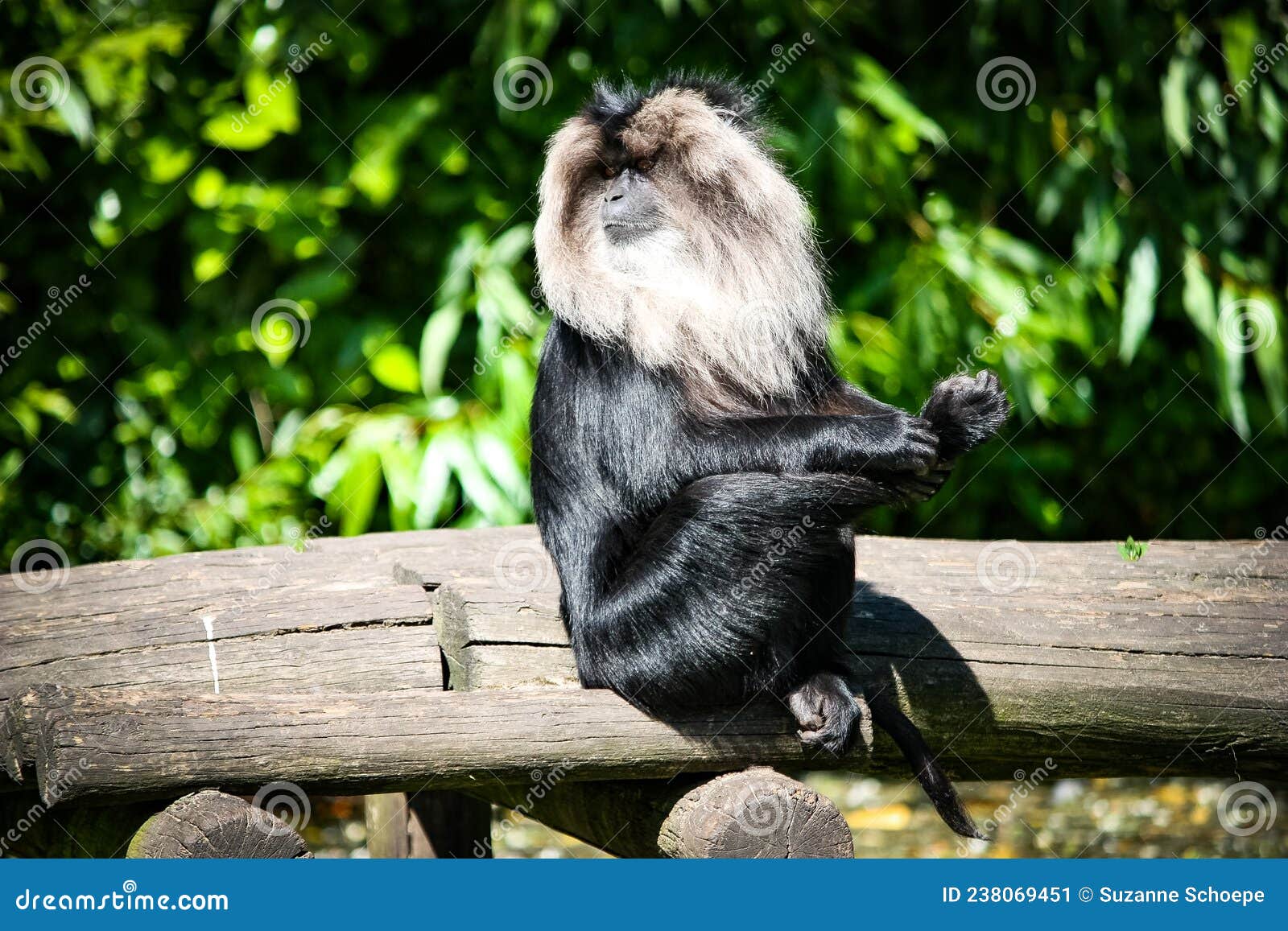 Lion-tailed Macaque on a Tree Branch Stock Image - Image of macaca ...