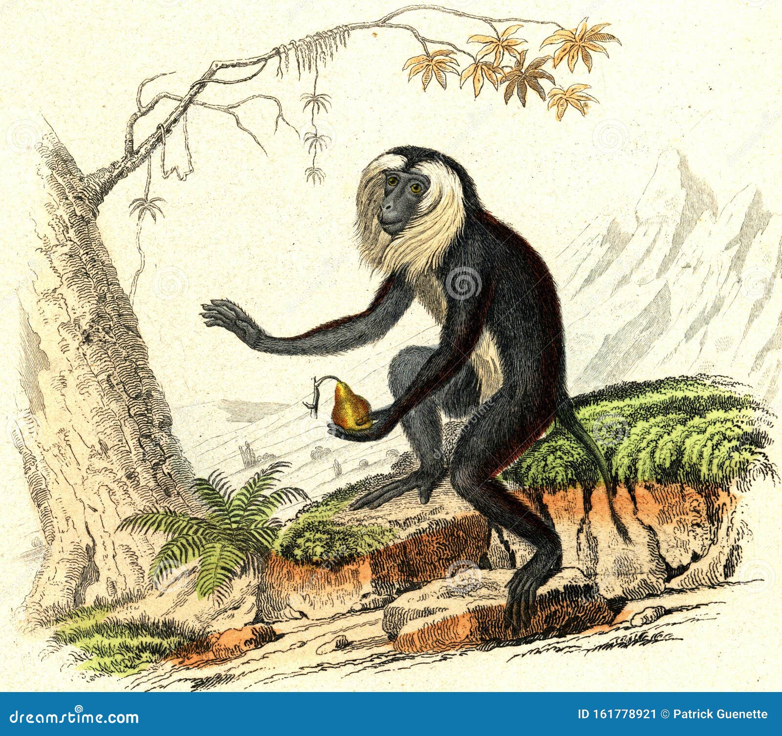 Lion-tailed Macaque Or Macaca Silenus Or Wanderoo, Vector Silhouette ...
