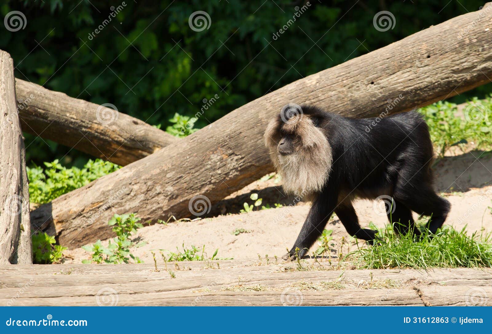 Lion-tailed Macaque Walking Stock Image - Image of animal, apes: 31612863