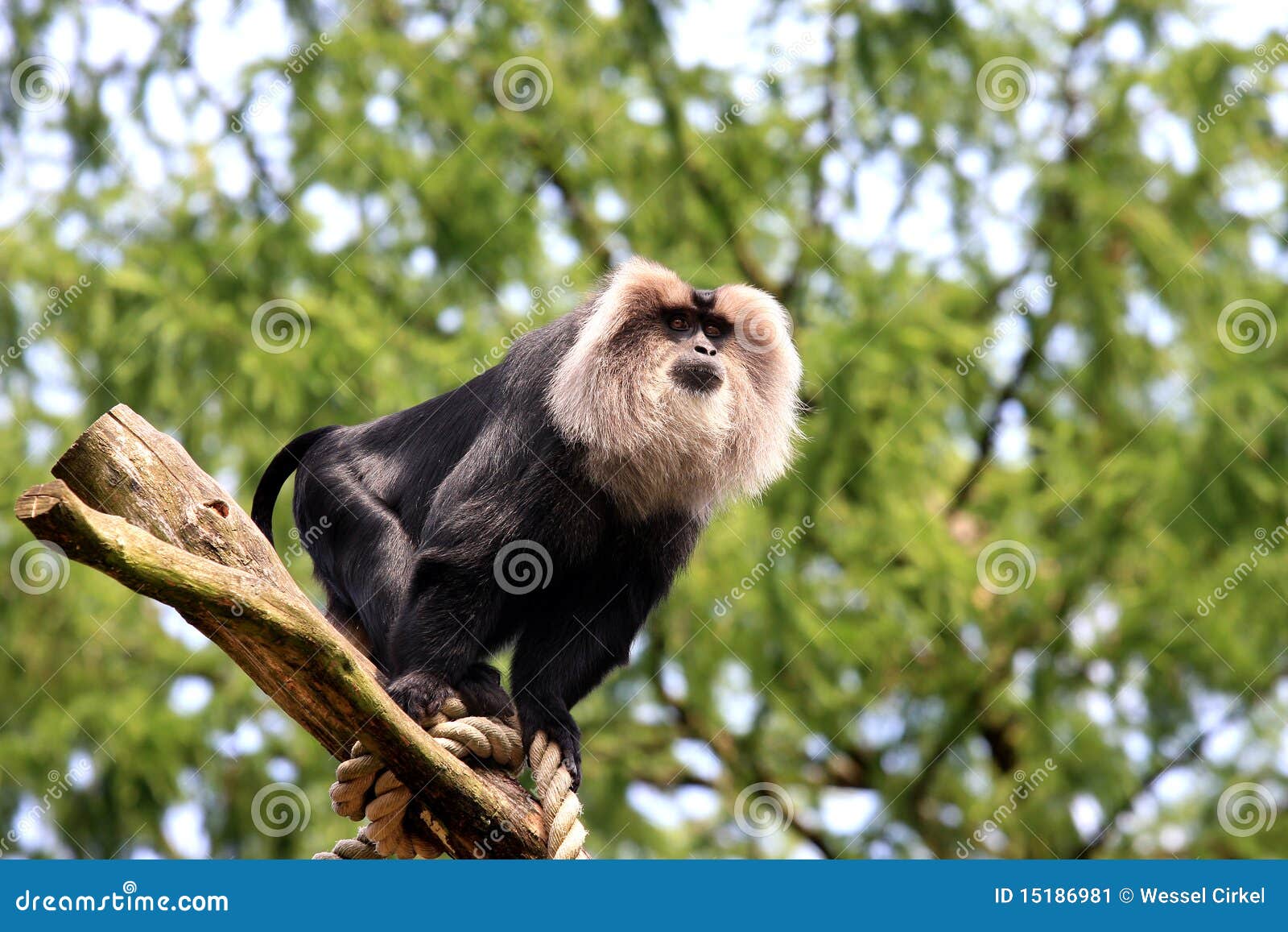 Lion Tailed Monkey Opening Its Mouth Angry Sitting On A Tree Stock ...